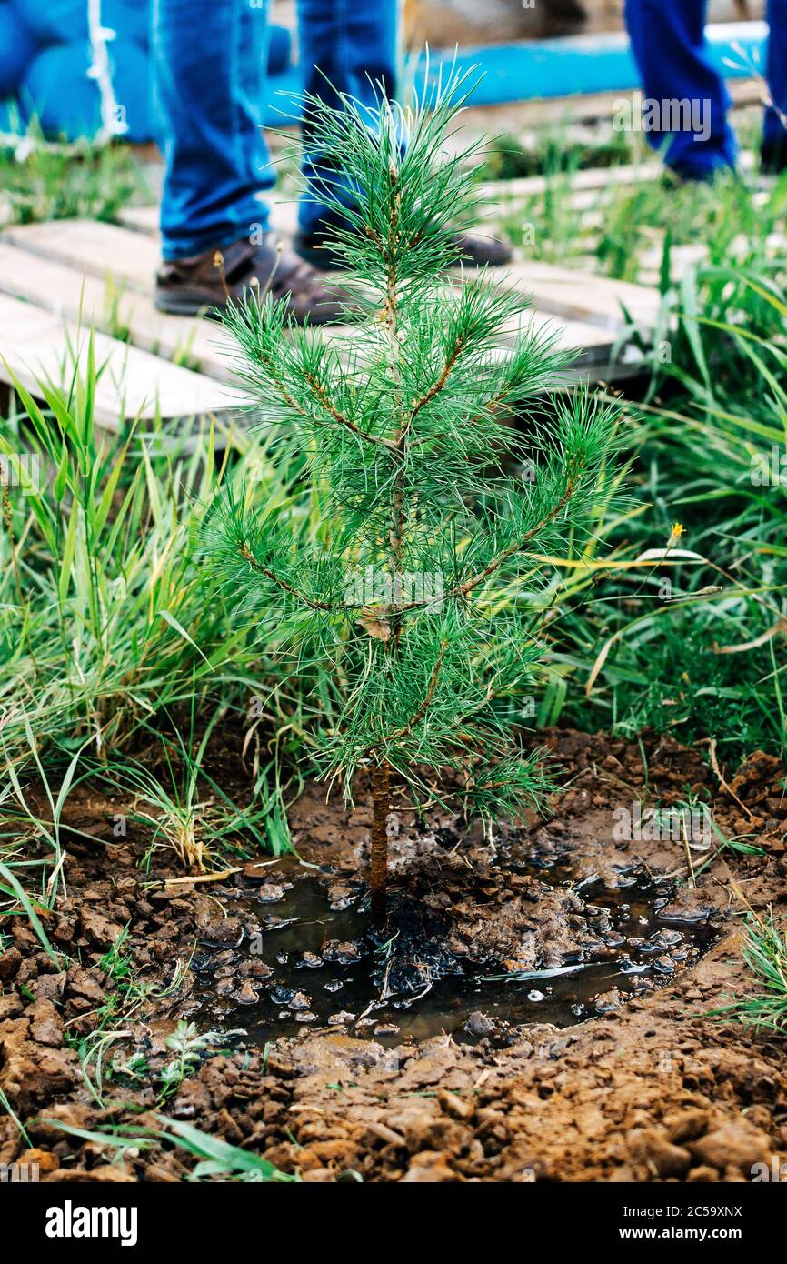 Freshly planted trees hi-res stock photography and images - Alamy