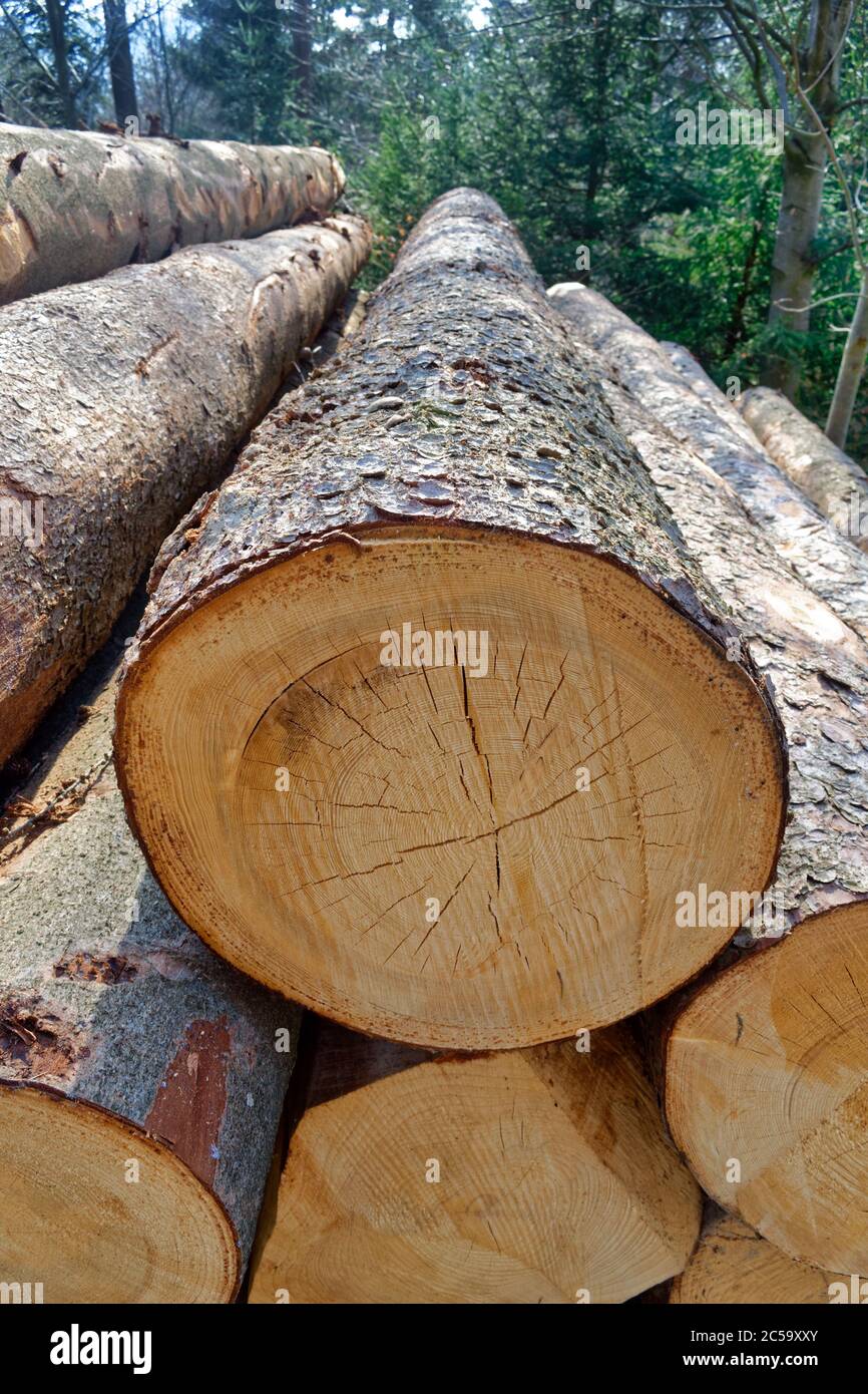 People cutting down trees hi-res stock photography and images - Alamy