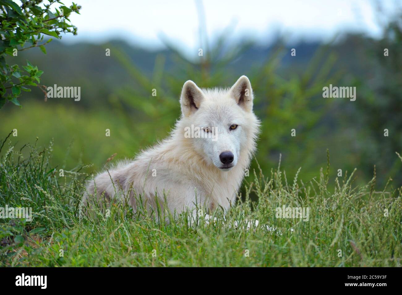 White artic wolf canis hi-res stock photography and images - Alamy
