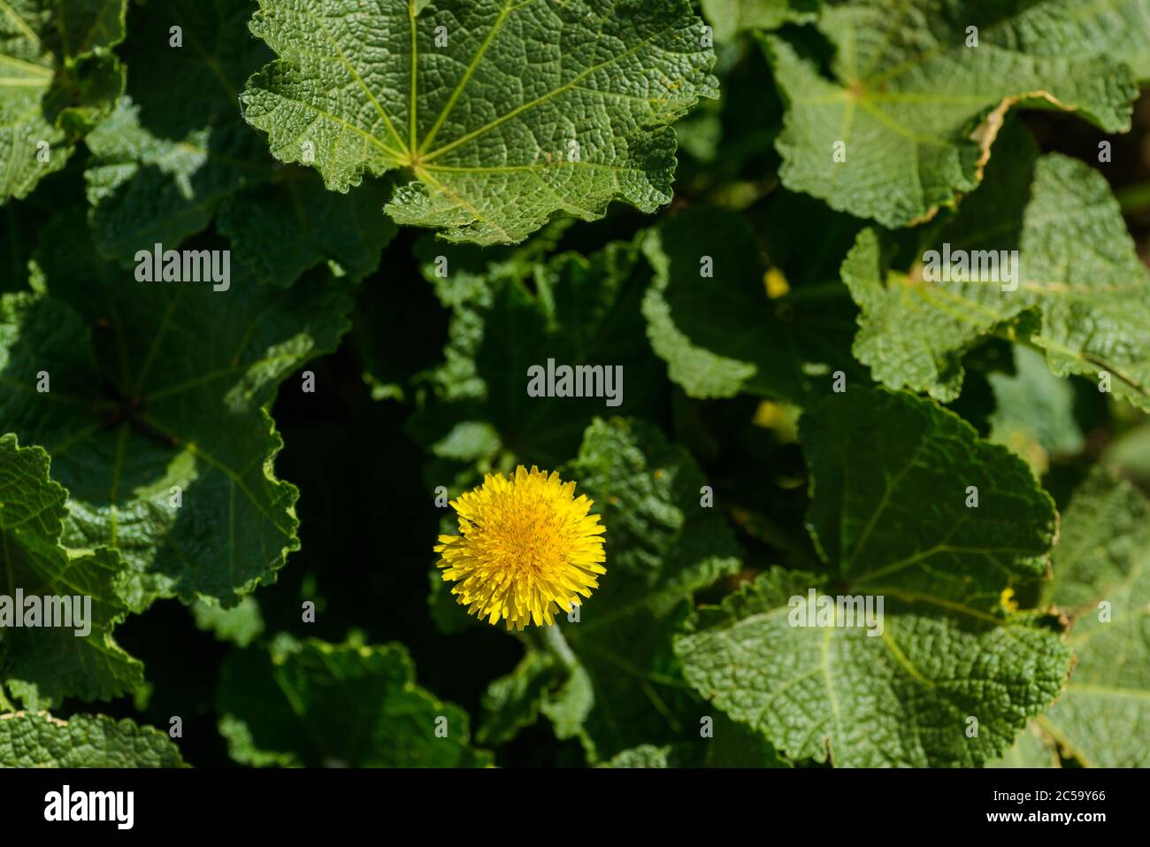 Ground dandelion grass field park hi-res stock photography and images ...