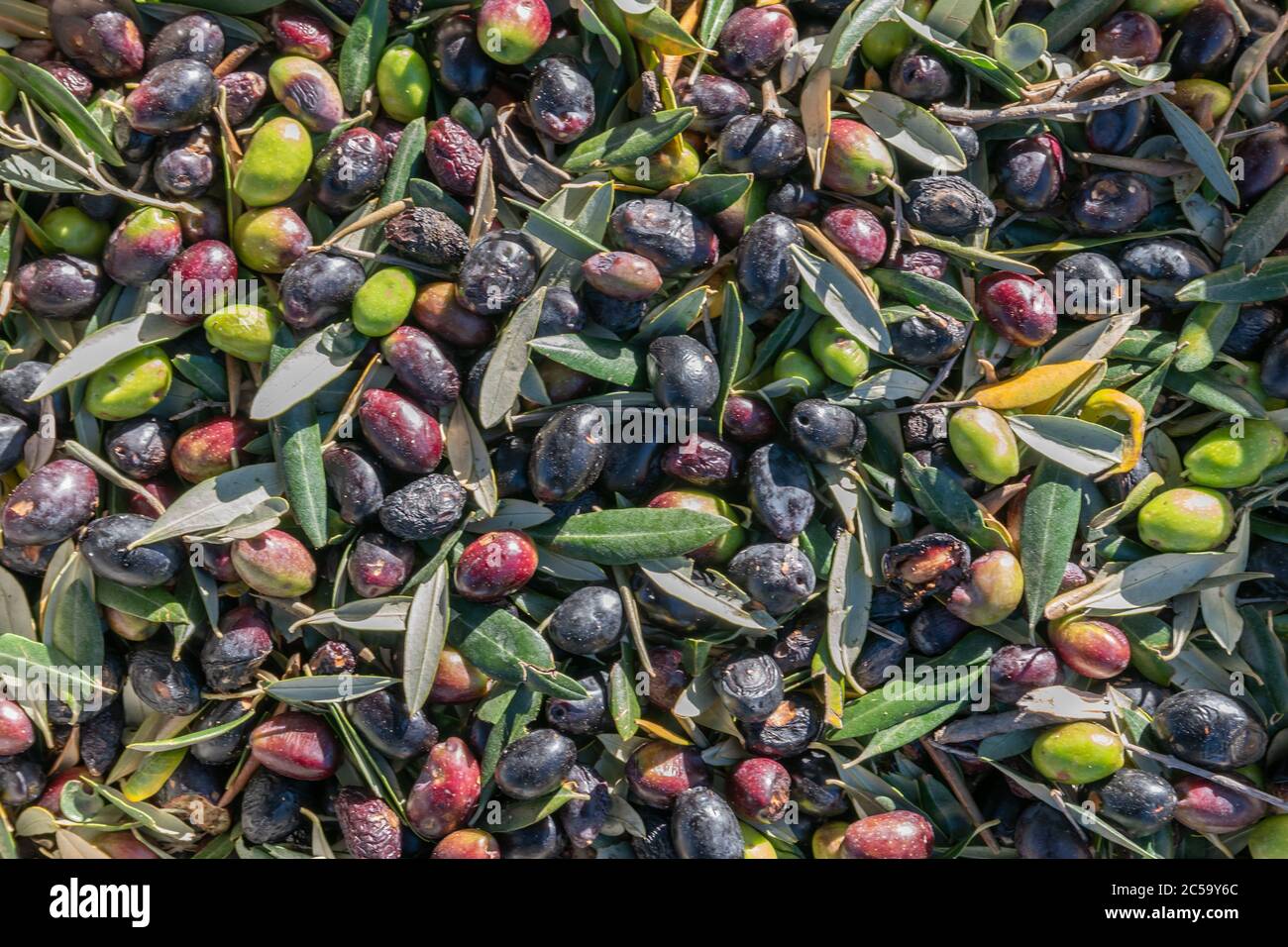 High angle shot of the wide range of olives under the sunlight Stock ...