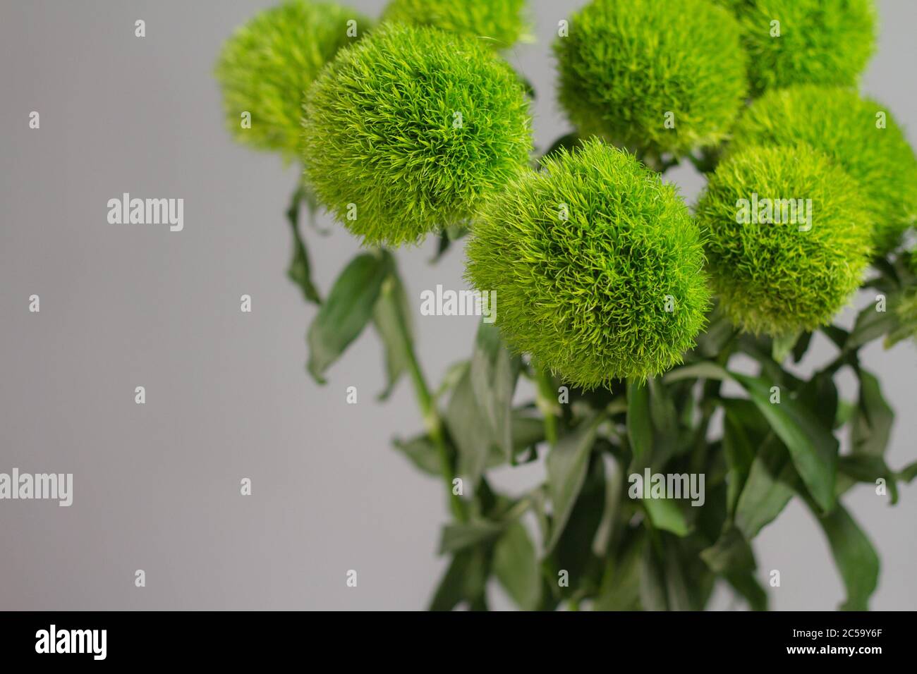 Dianthus green ball hi-res stock photography and images - Alamy