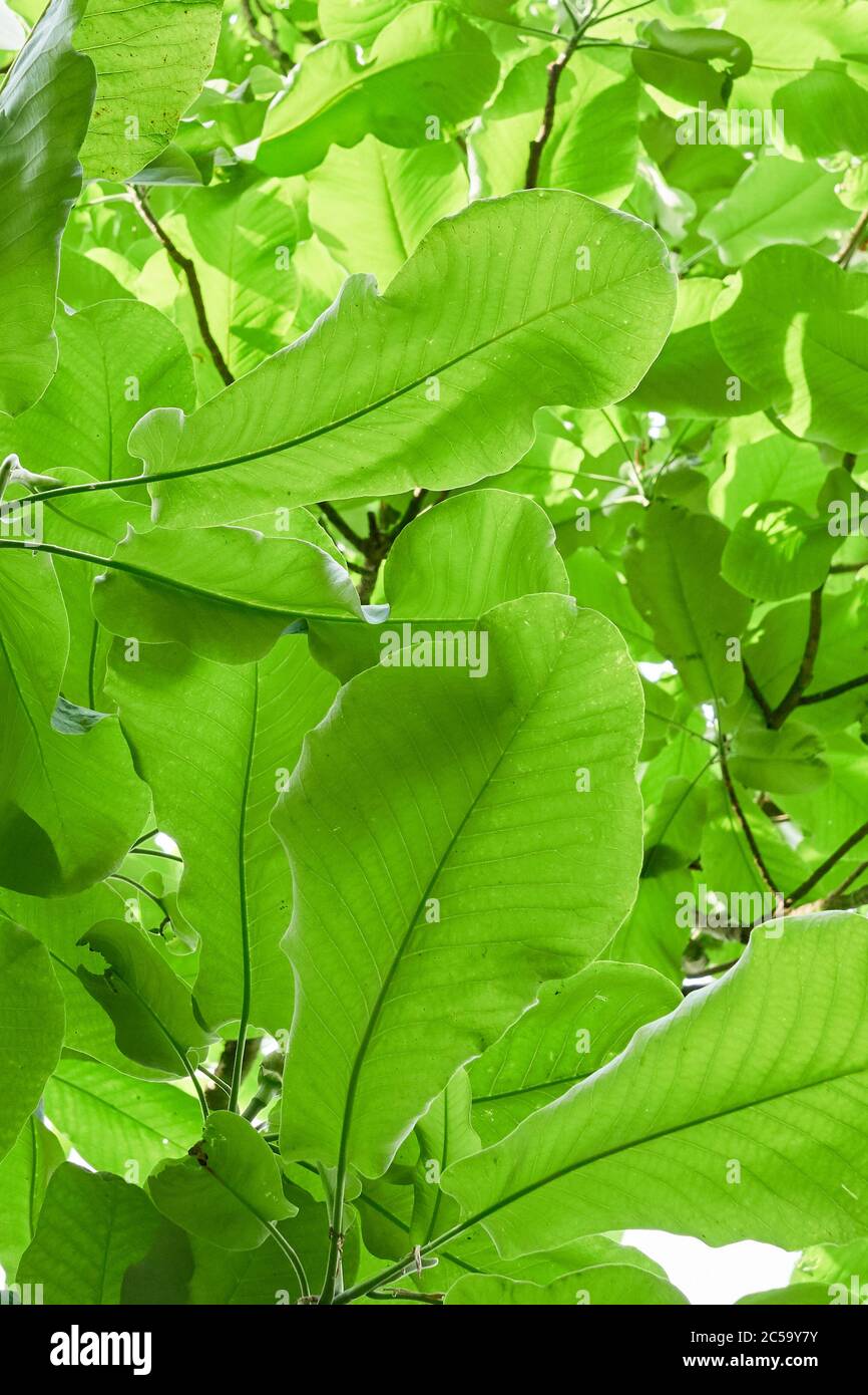 Bigleaf magnolia leaves, Magnolia macrophylla Stock Photo - Alamy