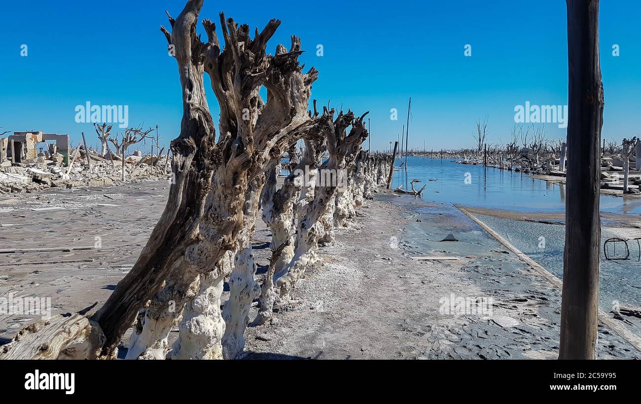 Eye-level shot of a road of dry trees in the city of Epecuen, Buenos ...