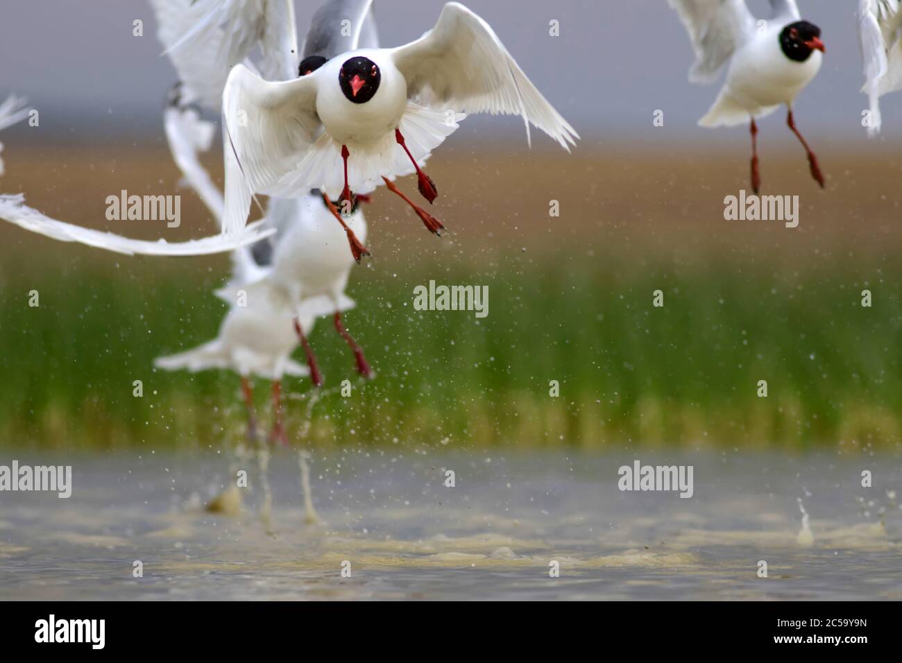 Nature and birds. White Gulls. Blue green nature background. Bird ...