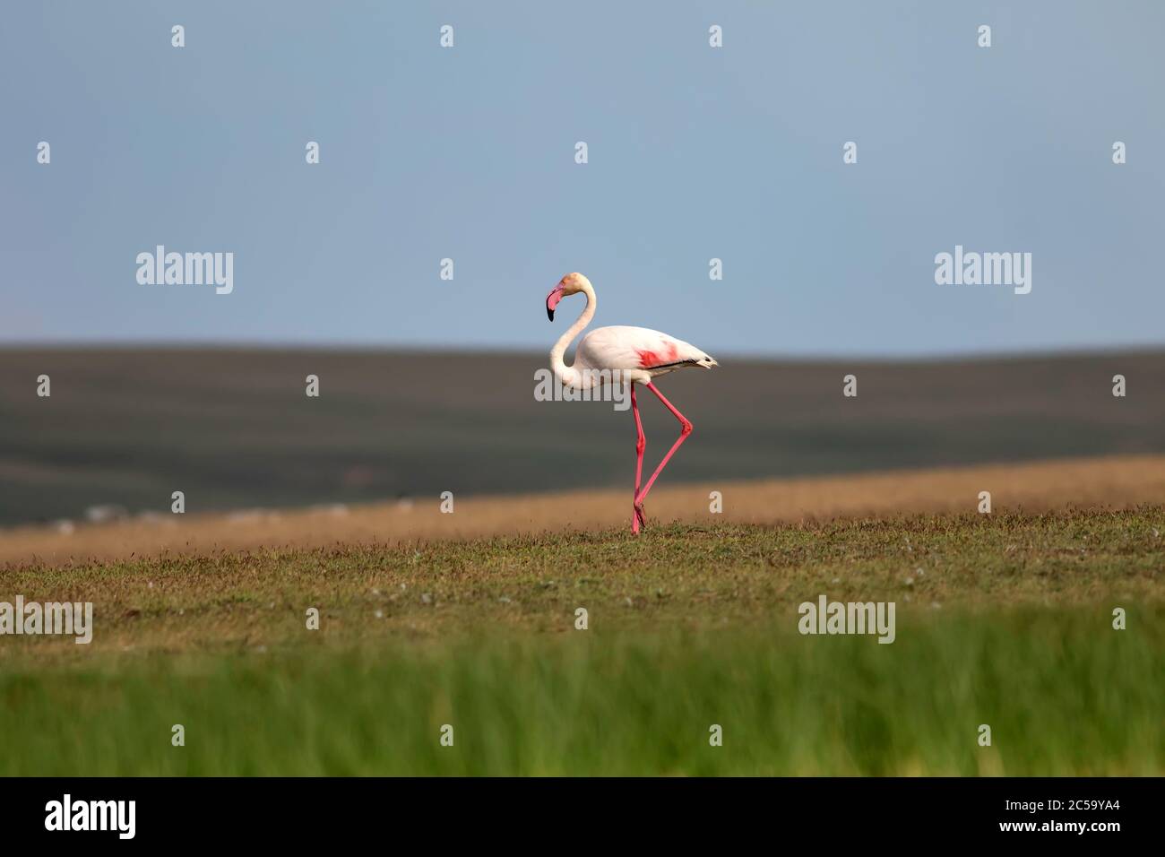 Colorful bird flamingo. Blue water background. Bird: Greater Flamingo ...