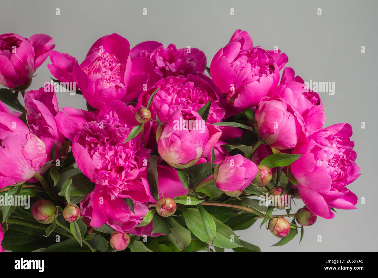 Bouquet of pink peonies in glass vase on gray background, greeting card ...