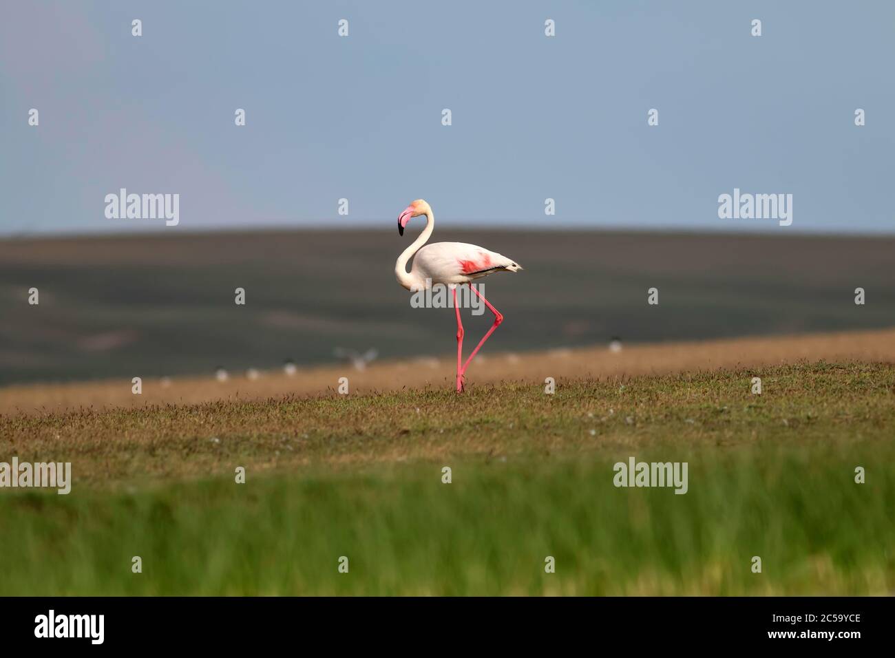 Colorful bird flamingo. Blue water background. Bird: Greater Flamingo ...