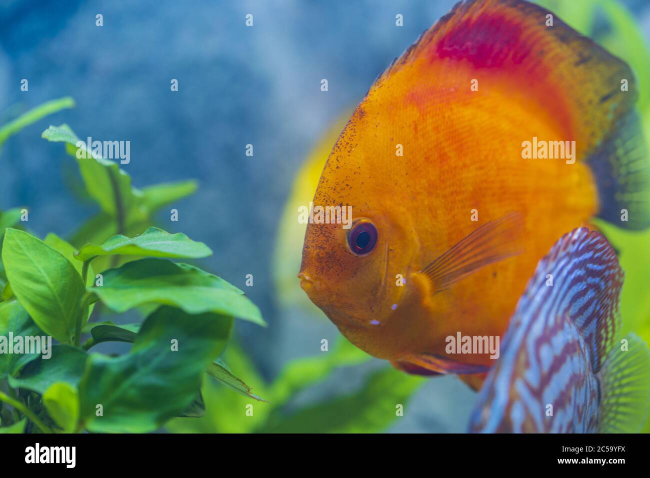Close up view of gorgeous red melon diskus aquarium fish. Hobby concept ...