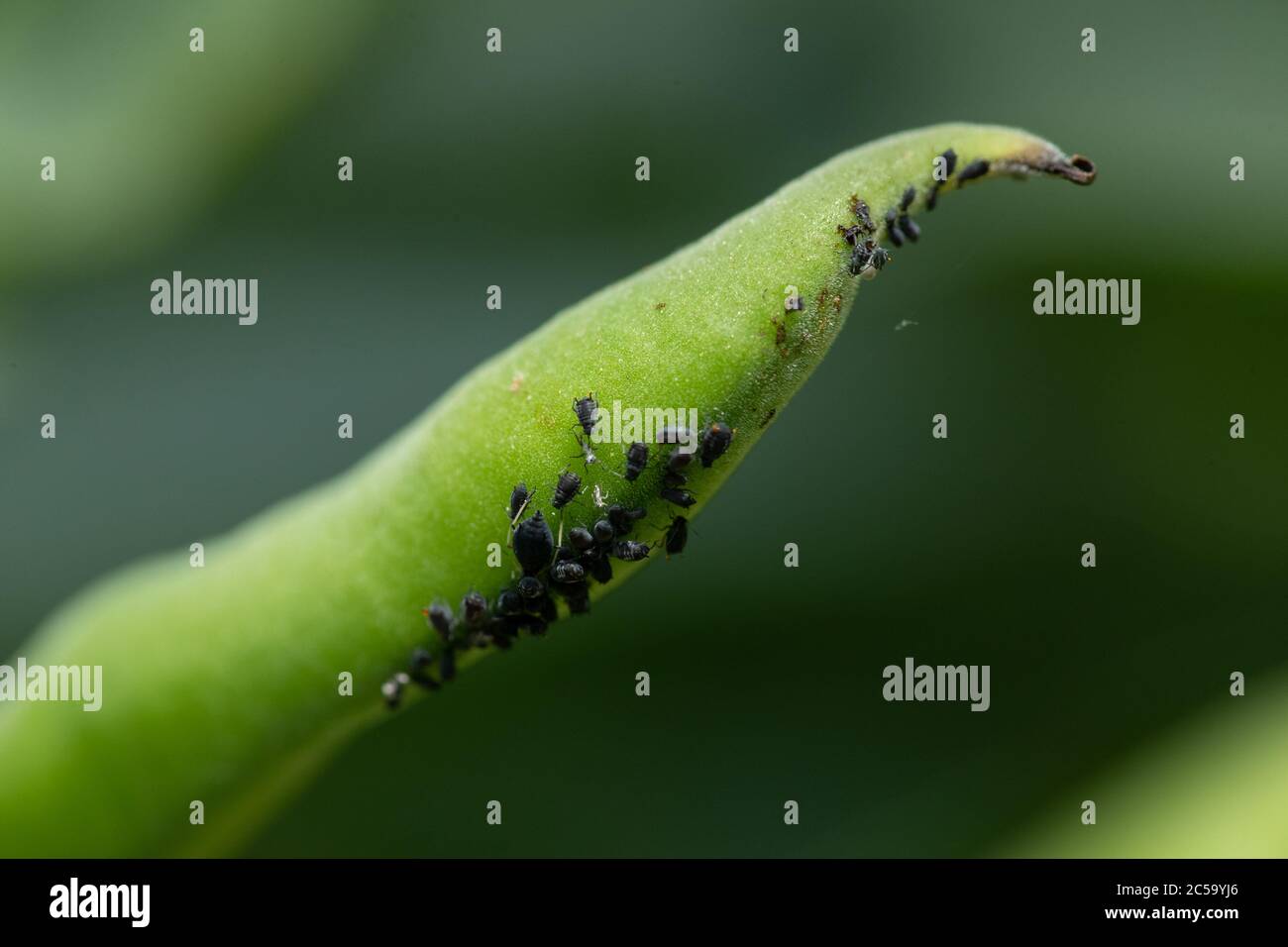 Black Fly (Simuliidae sp) on a bean Stock Photo - Alamy