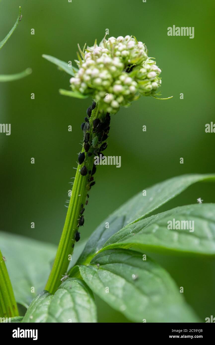 Black fly simuliidae sp hi-res stock photography and images - Alamy