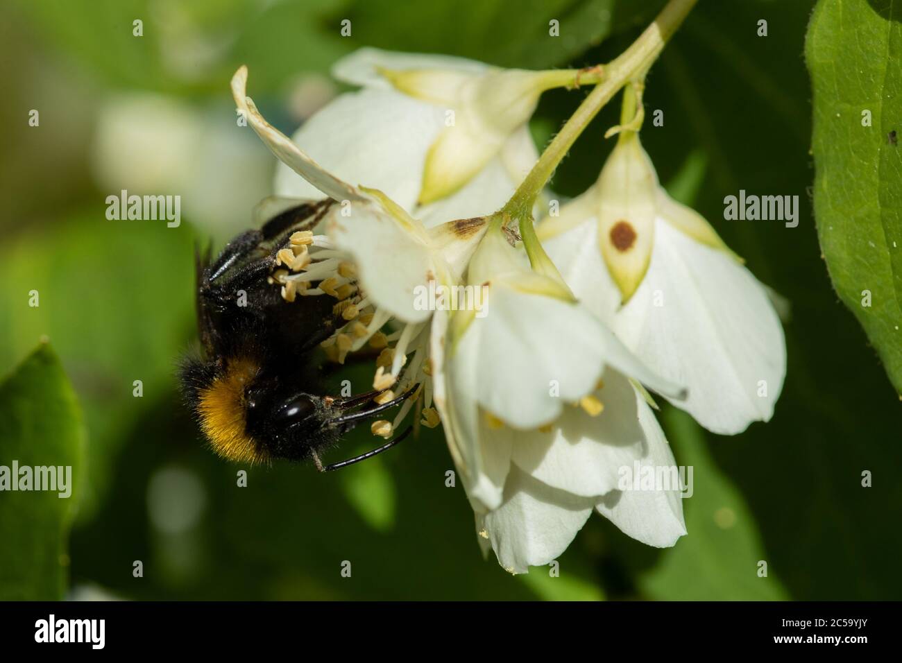 Bumblebee (Bombus) collecting pollen from a flower Stock Photo - Alamy