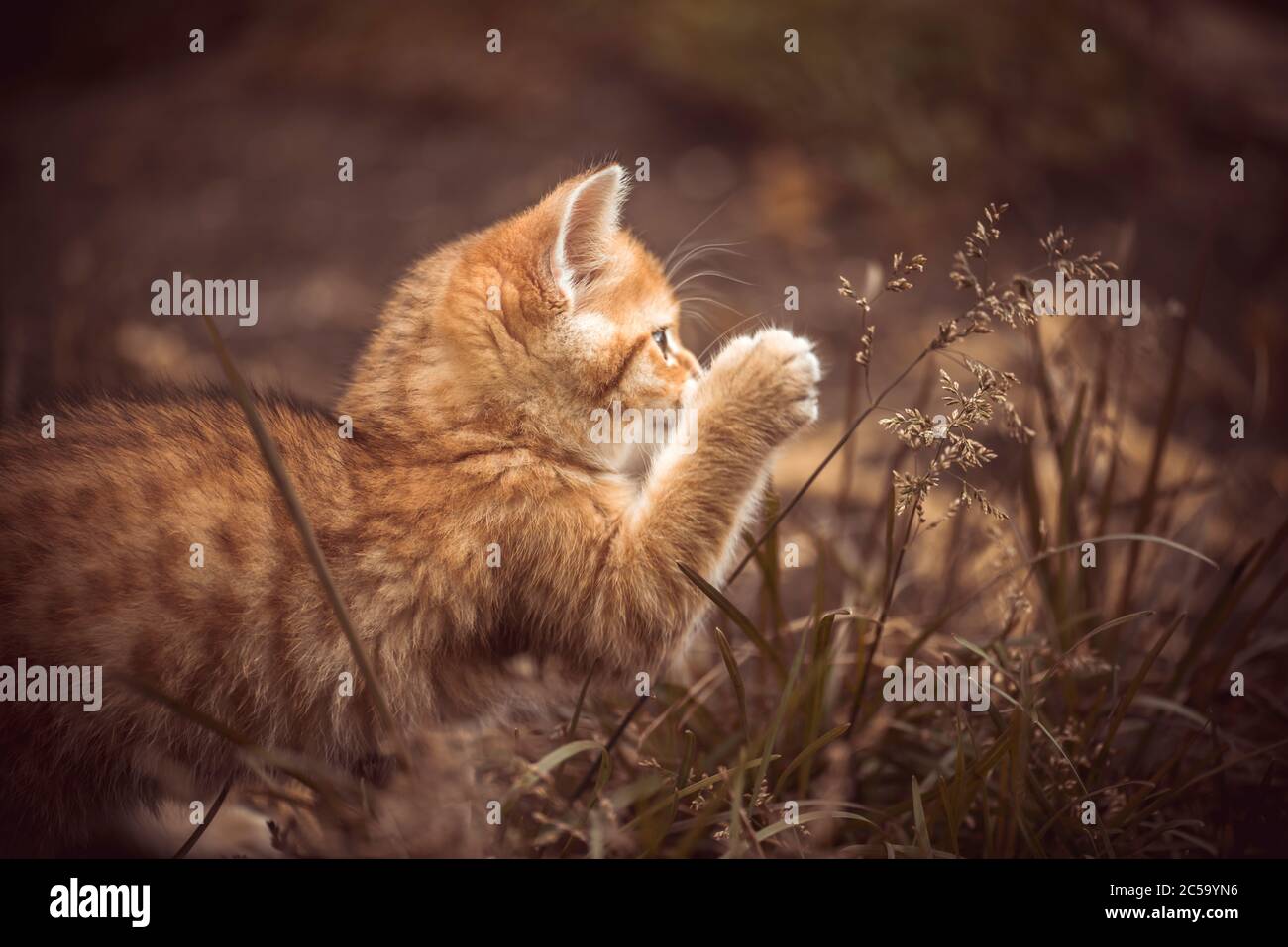 Kitten. Funny cat kitten. Cute red kitten playing and showing its claws ...