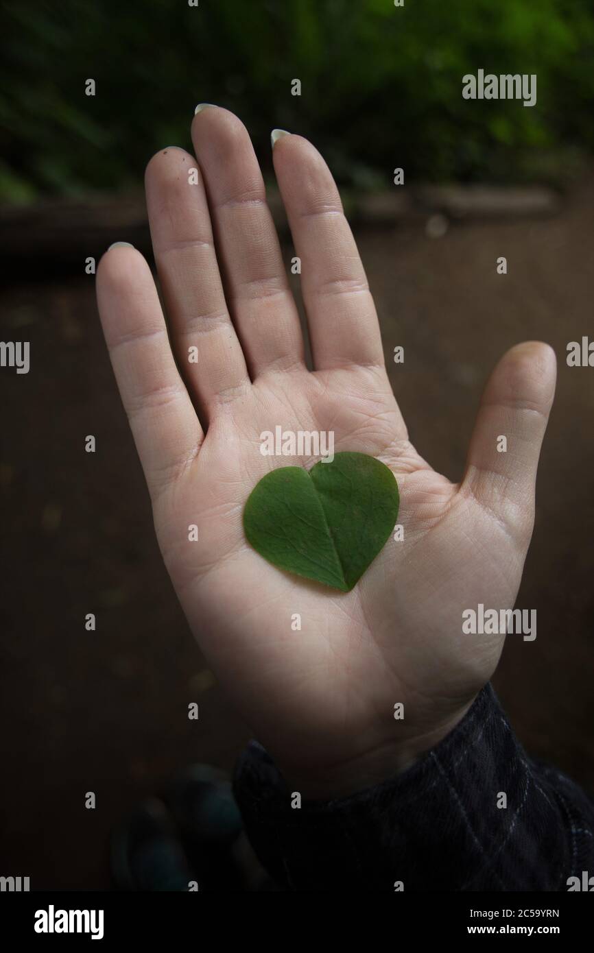 Silver palm leaf hi-res stock photography and images - Alamy