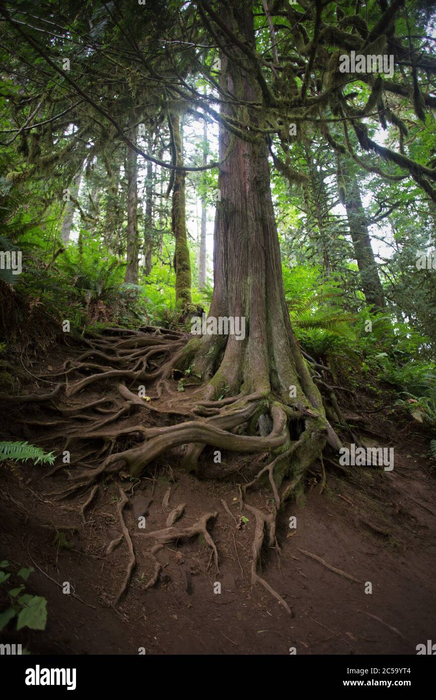 A large tree with gnarled, exposed roots on a hillside in Silver Falls ...