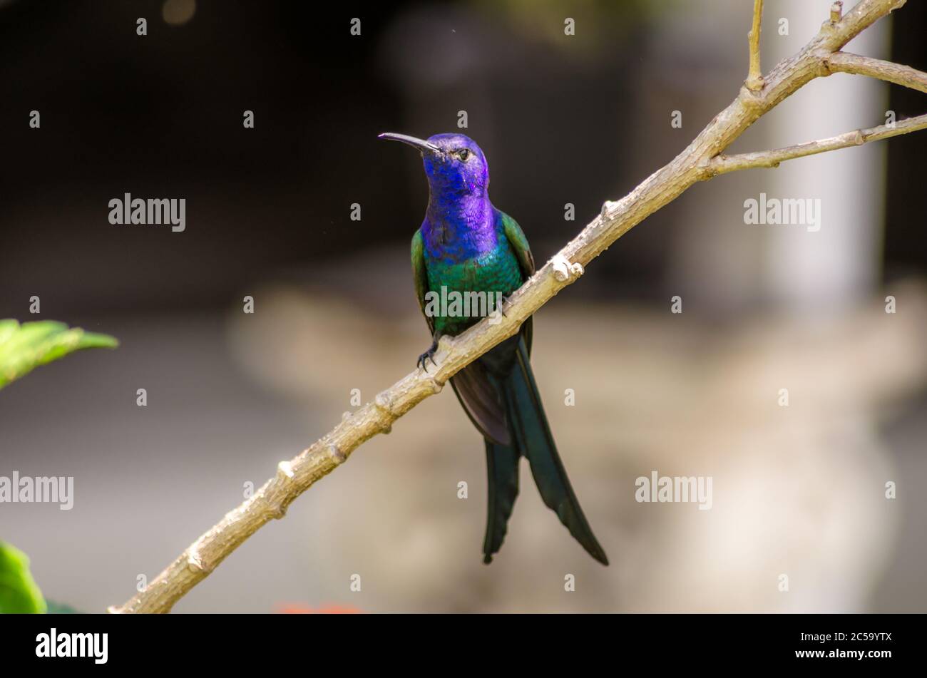 Shallow focus shot of a colorful swallow-tailed hummingbird perched on ...