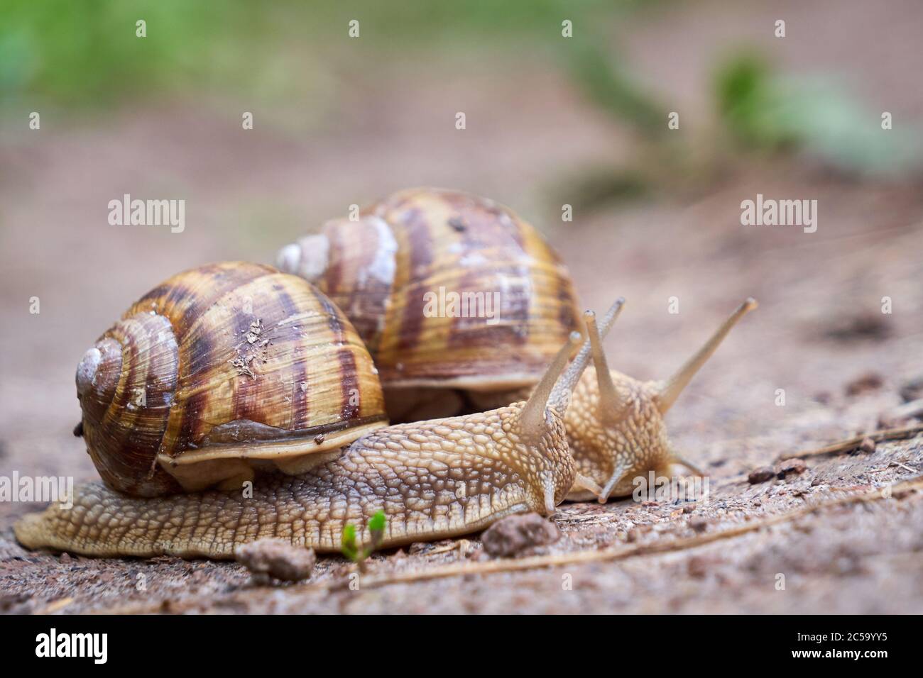 Snails after rain hi-res stock photography and images - Alamy
