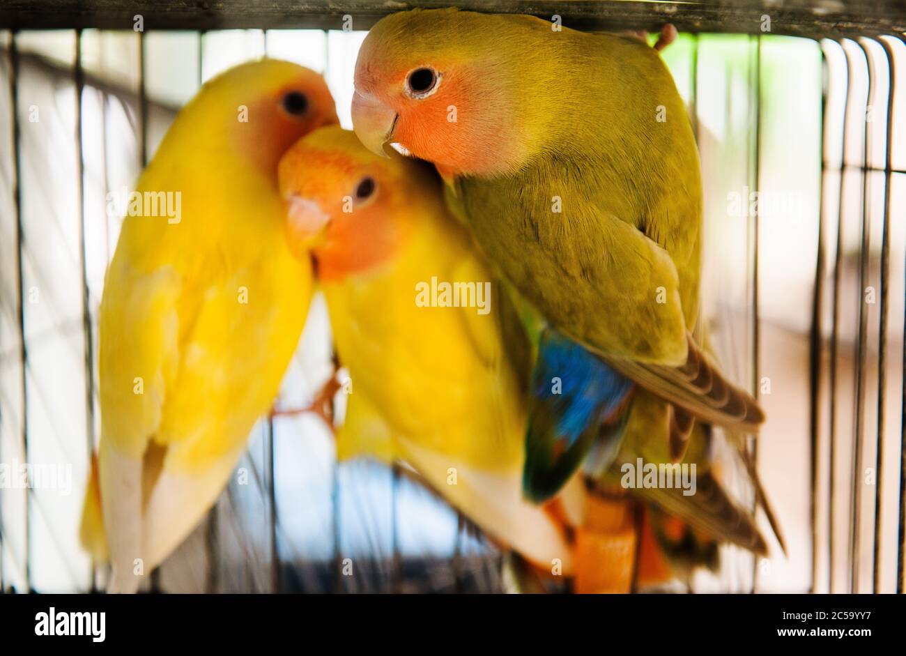 Group of colorful parrots, Havana, Cuba, Caribbean Stock Photo - Alamy