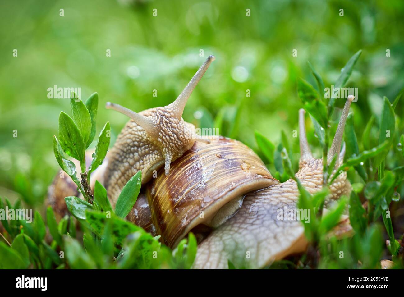 One snail climbing another snail ( Helix Pomatia Stock Photo - Alamy
