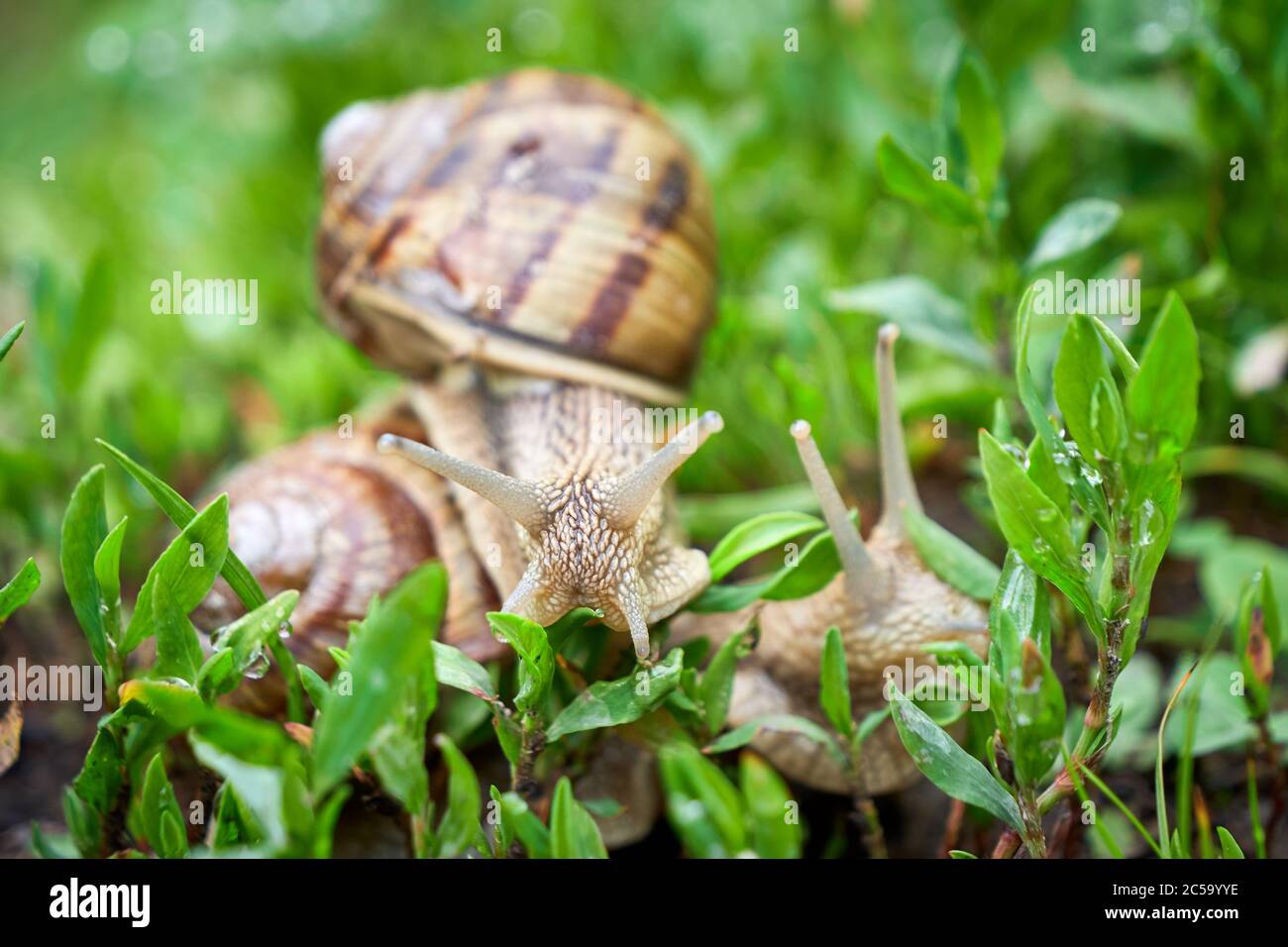 One snail one the snail shell of another one hi-res stock photography ...