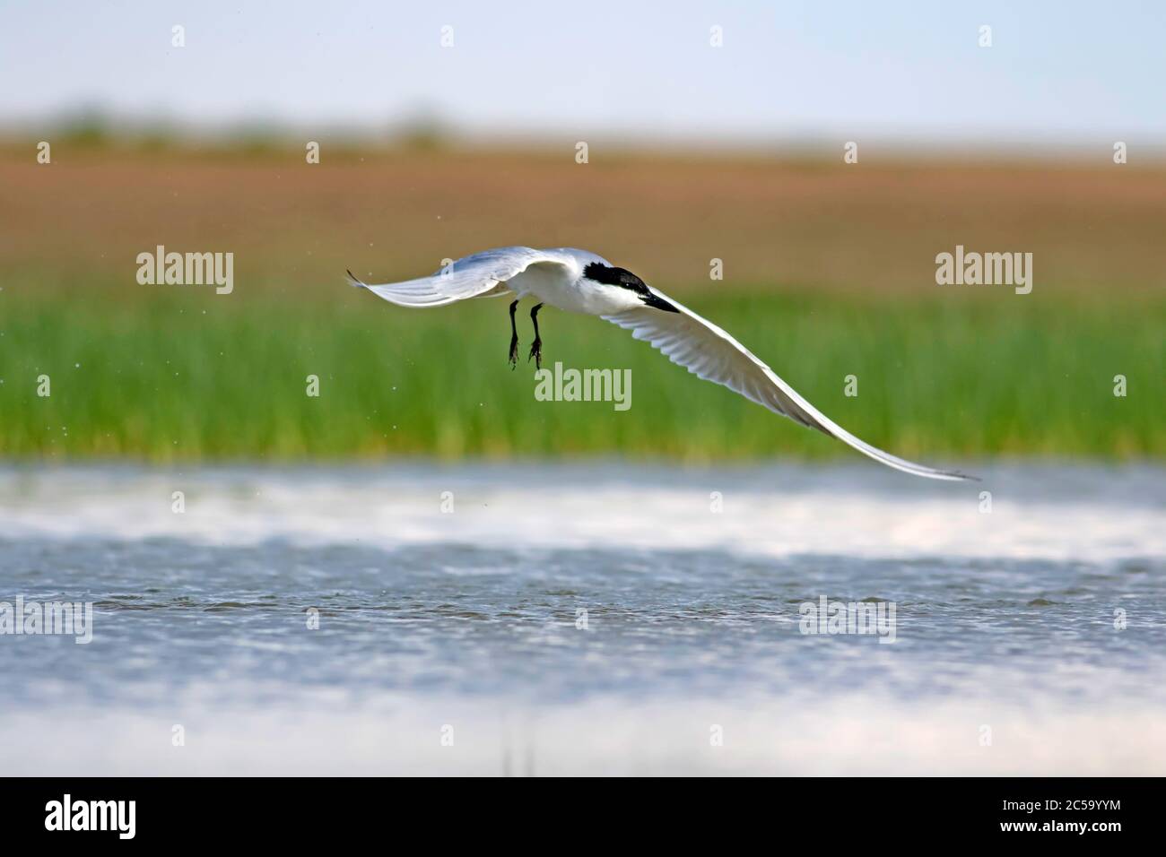 Flying white cute bird. Blule green nature background. Bird: Gull ...