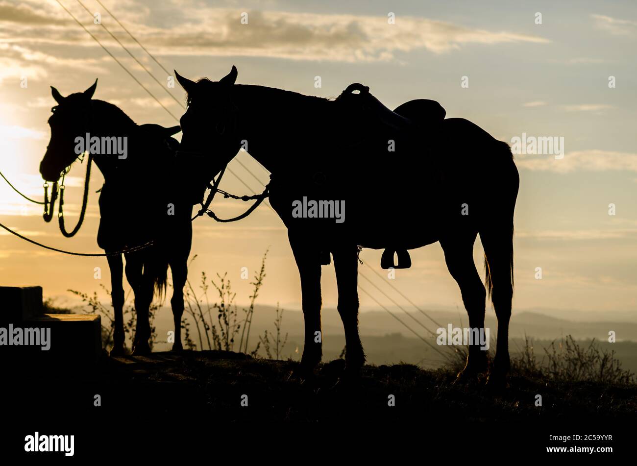 Beautiful shot of two horse silhouettes on a sunset background Stock ...
