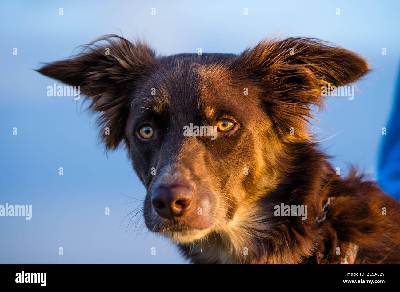 Beautiful closeup portrait of a brown australian shepherd dog on a ...
