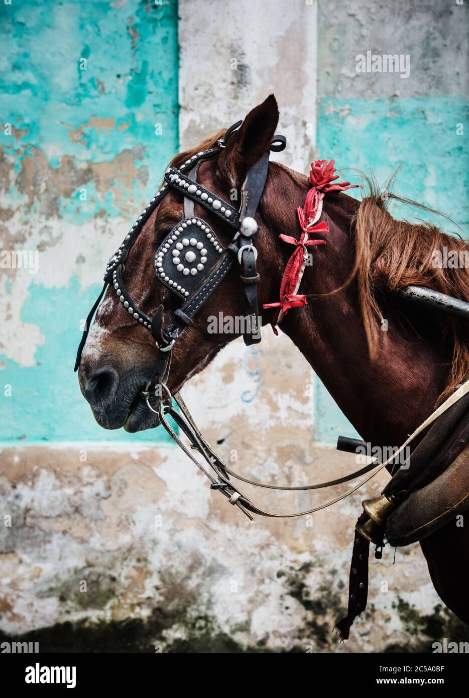 Horse in Havana, Cuba Stock Photo - Alamy