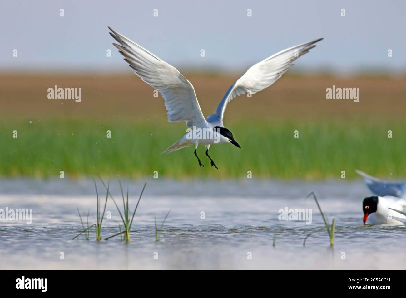 Flying white cute bird. Blule green nature background. Bird: Gull ...