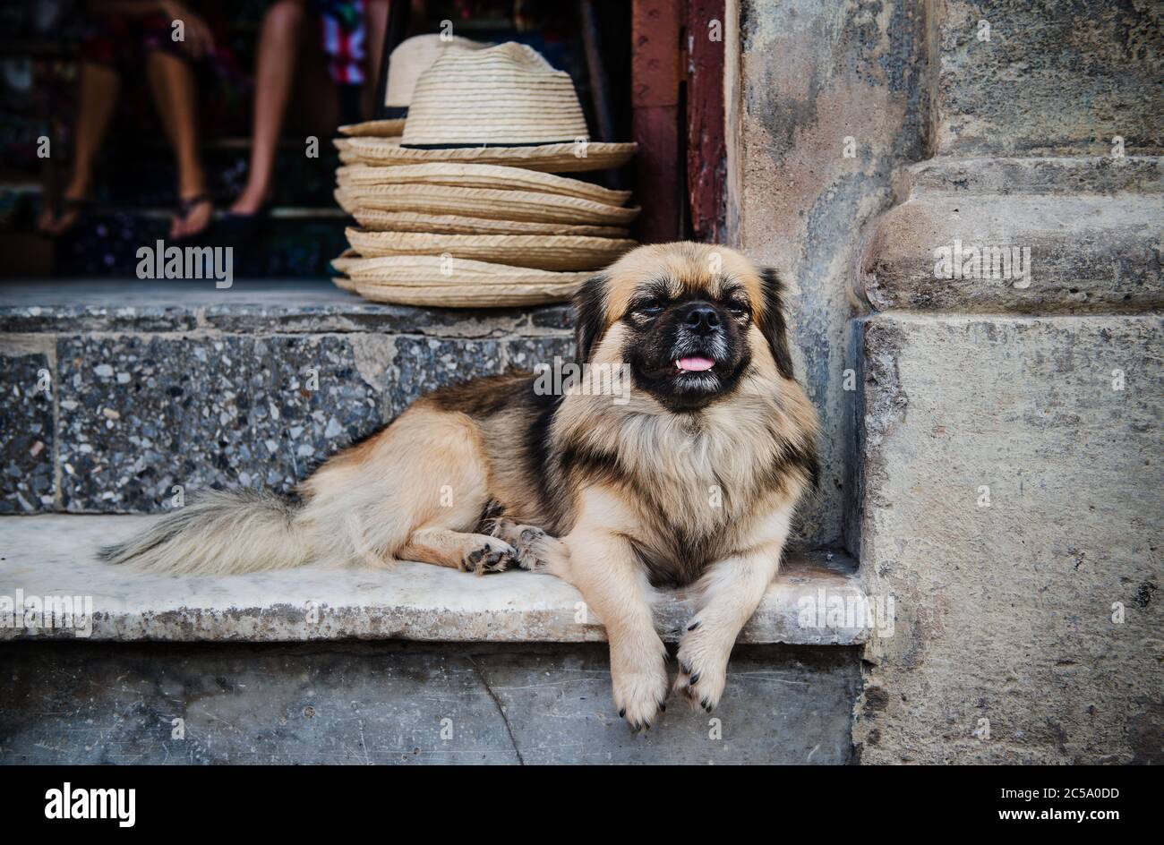 Dog on the streets of Havana, Cuba Stock Photo - Alamy