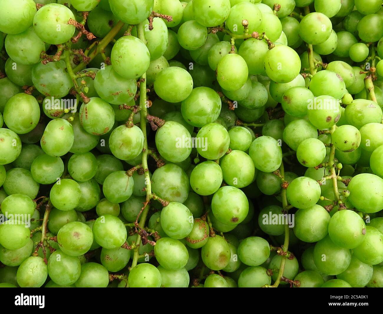 Closeup of green grapes under the lights - perfect for food concepts ...