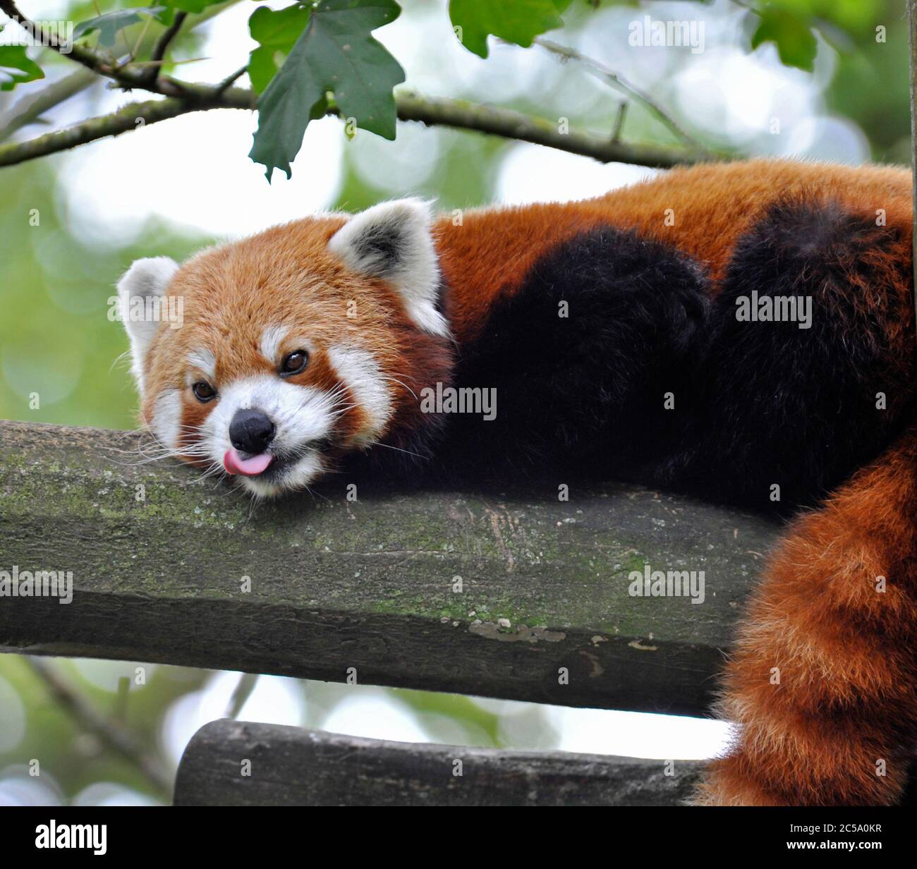 Red panda tongue hi-res stock photography and images - Alamy