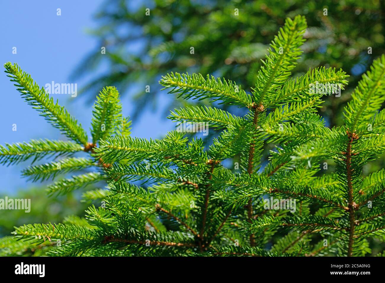 Branches spruce close up hi-res stock photography and images - Alamy