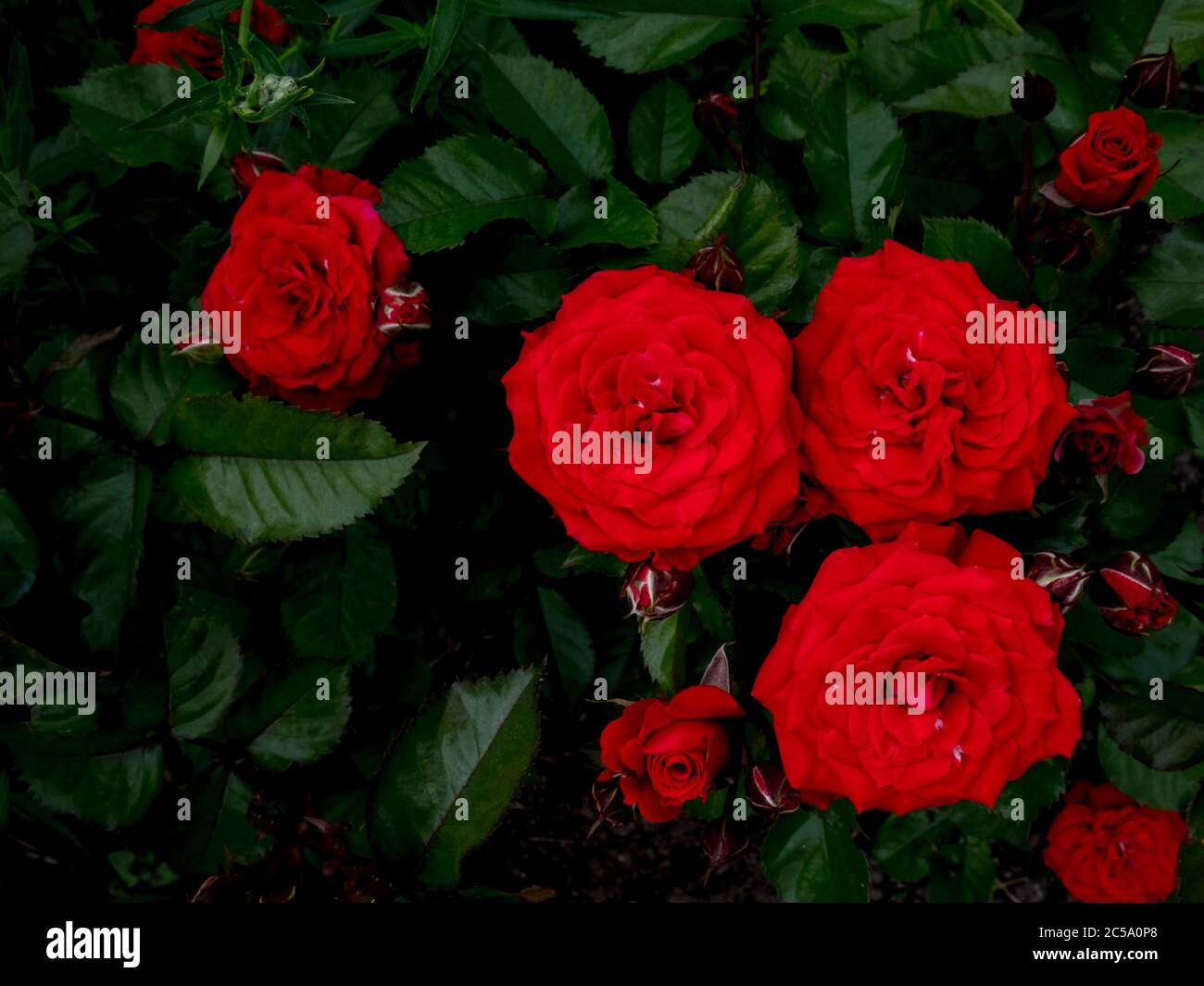 Top view of red rose on leaves background. Greeting card Stock Photo ...
