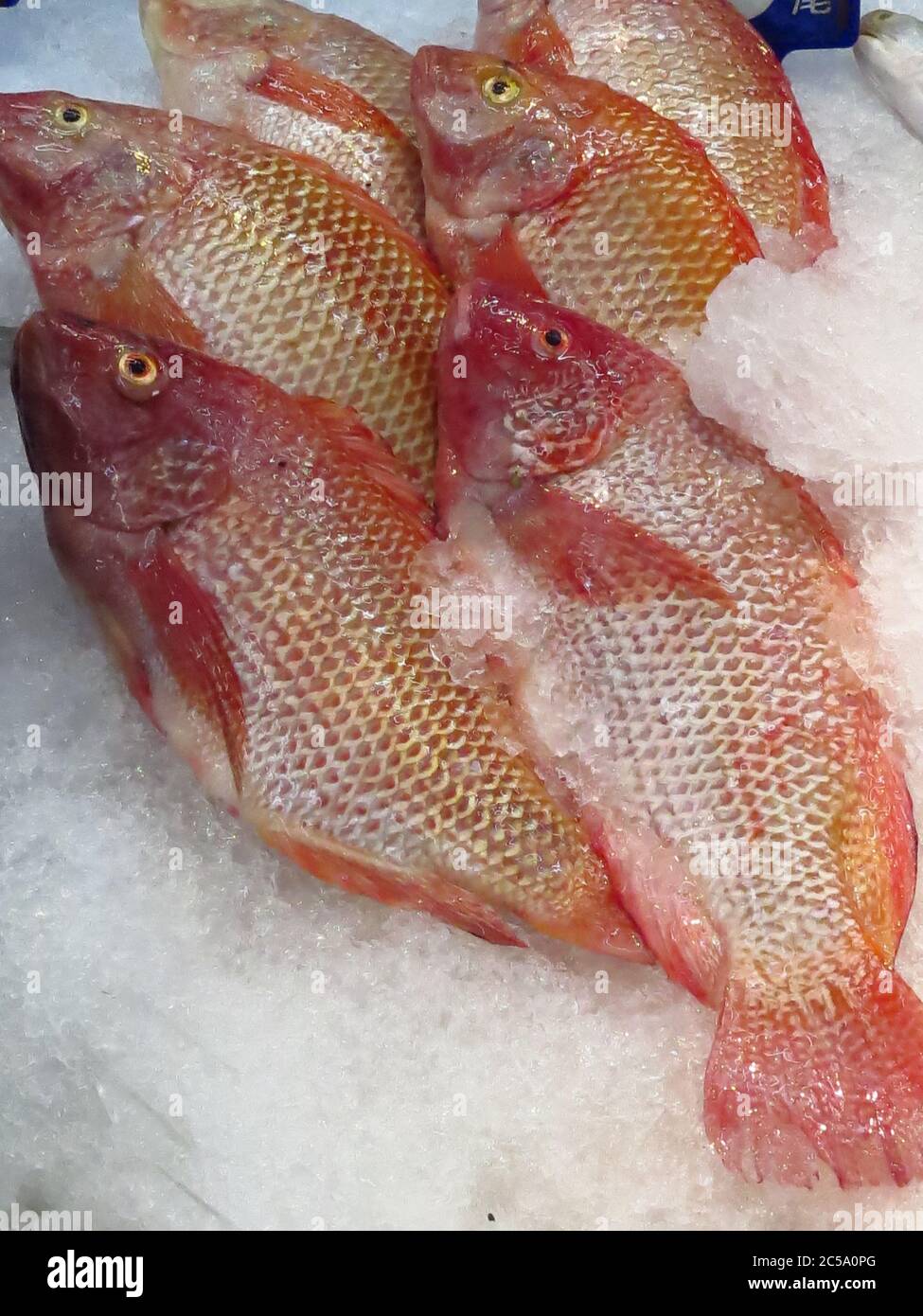Northern red snappers hi-res stock photography and images - Alamy