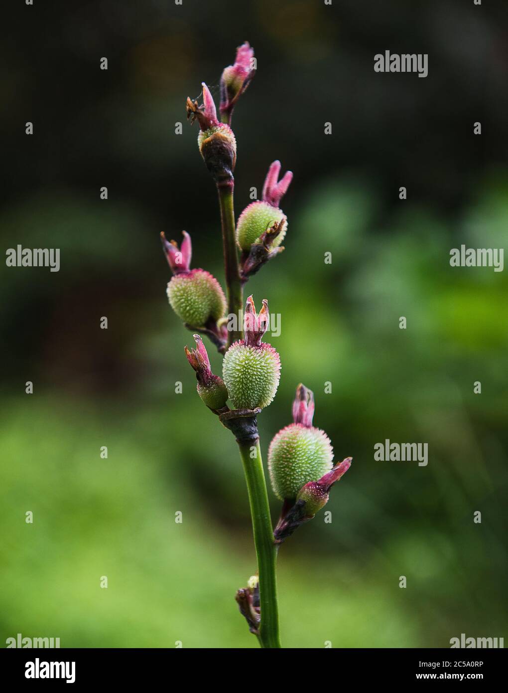 National flower of cuba hi-res stock photography and images - Alamy