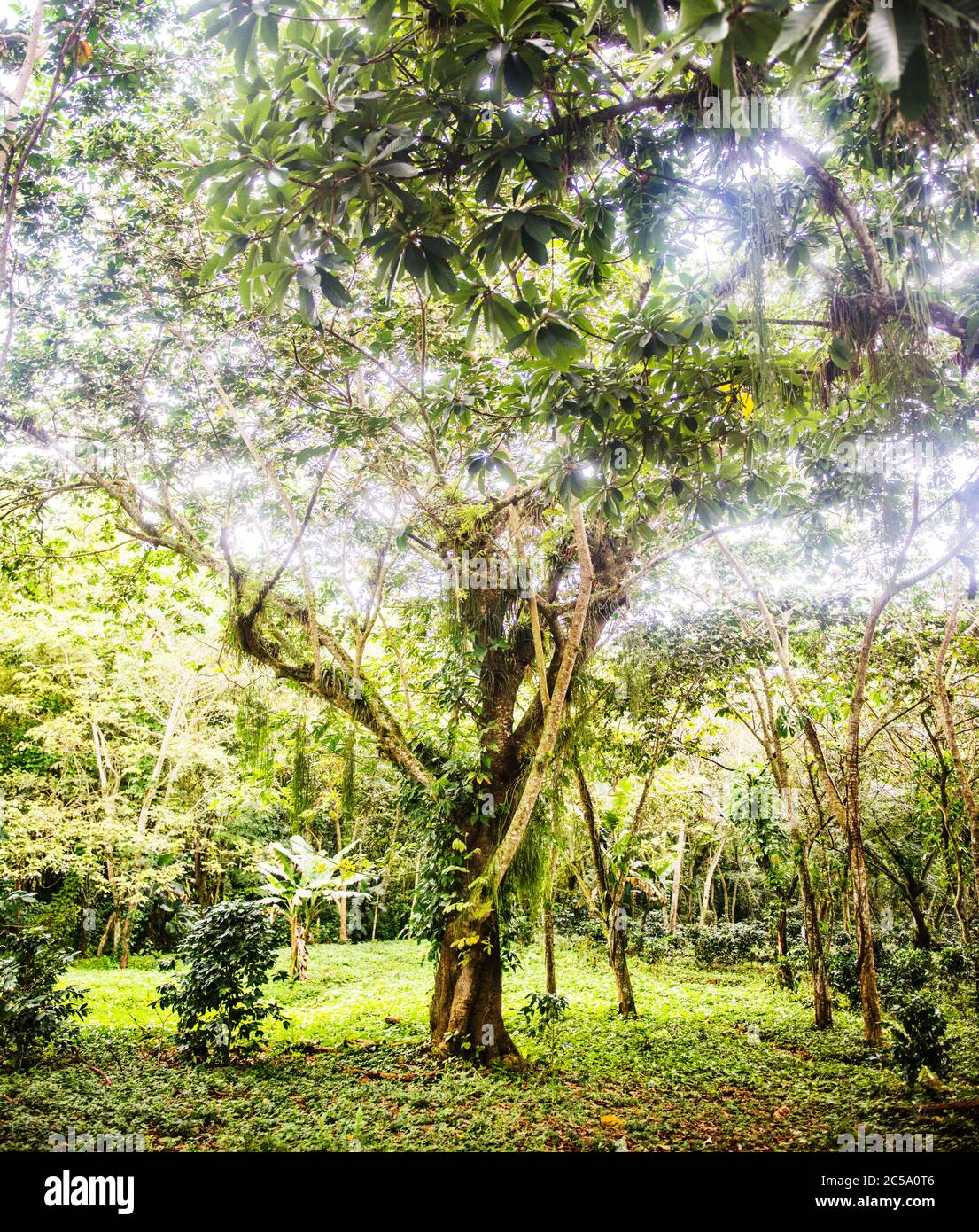 Collantes hi-res stock photography and images - Alamy