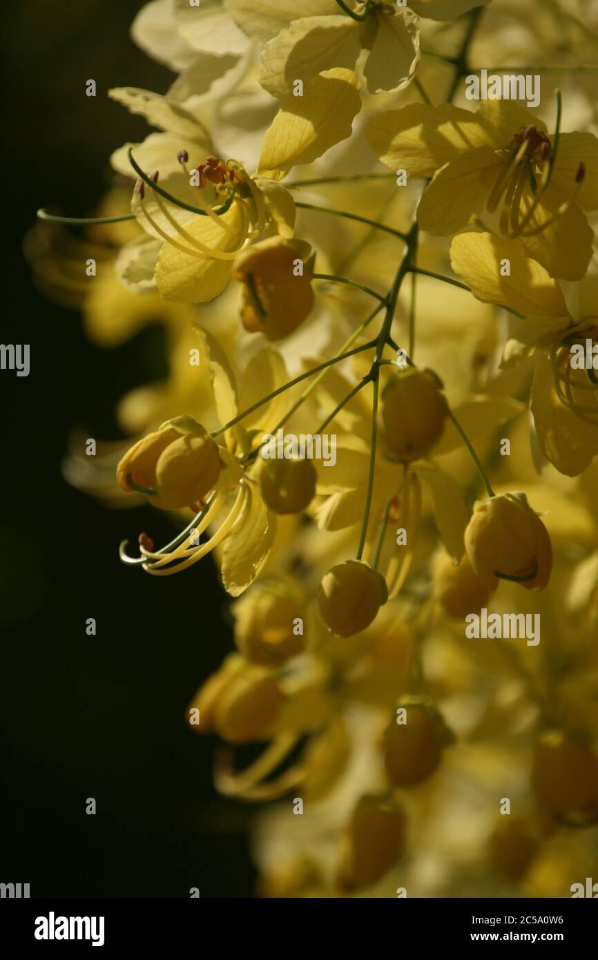 Vertical shot of golden shower tree flowers under the sunlight with a blurry background Stock ...