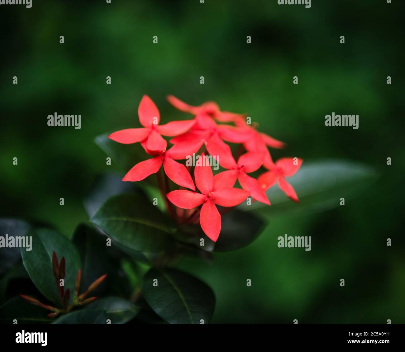Cuba flowers hi-res stock photography and images - Alamy