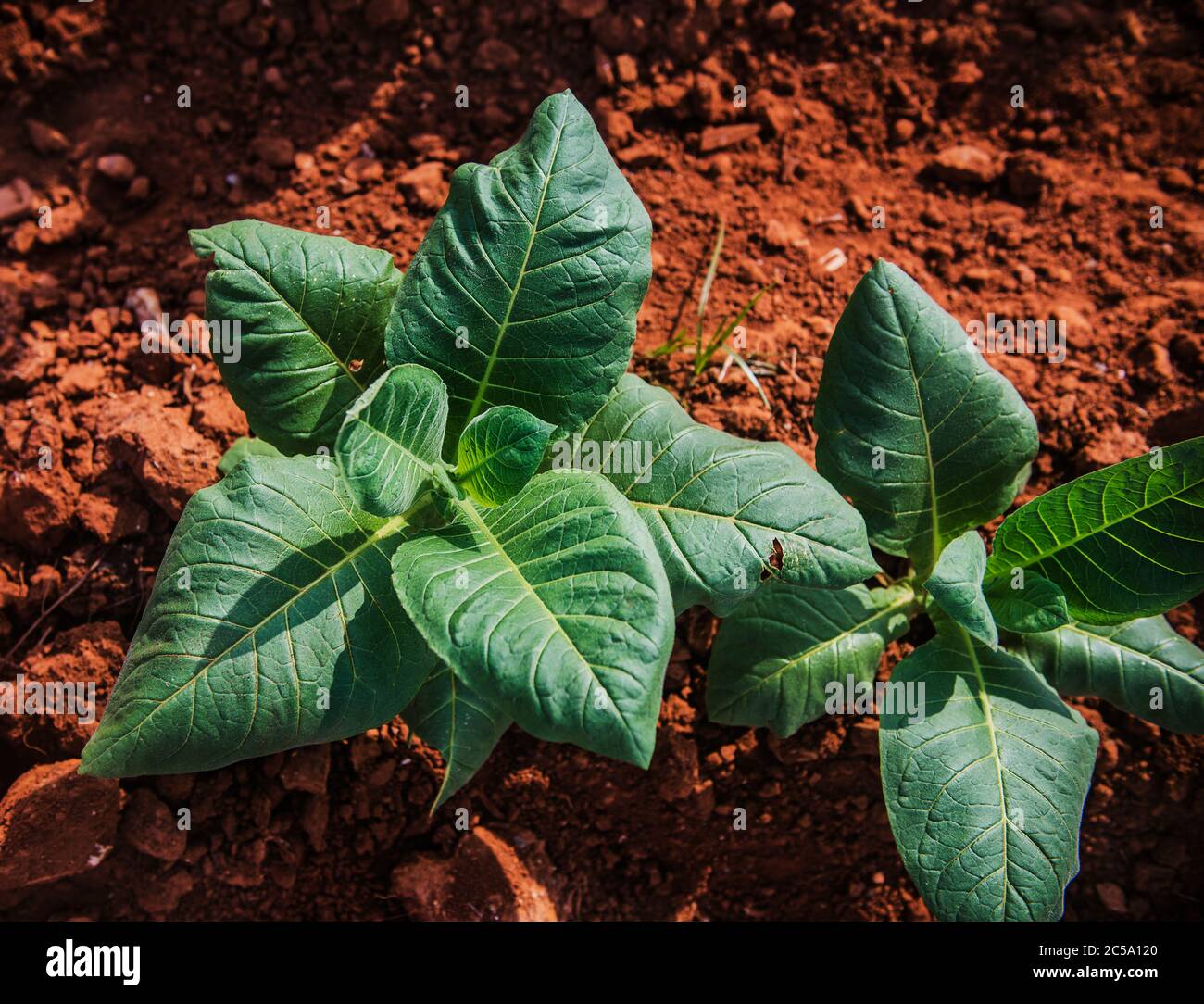 Tobacco plants growing in Viñales Valley, Cuba, Central America Stock ...