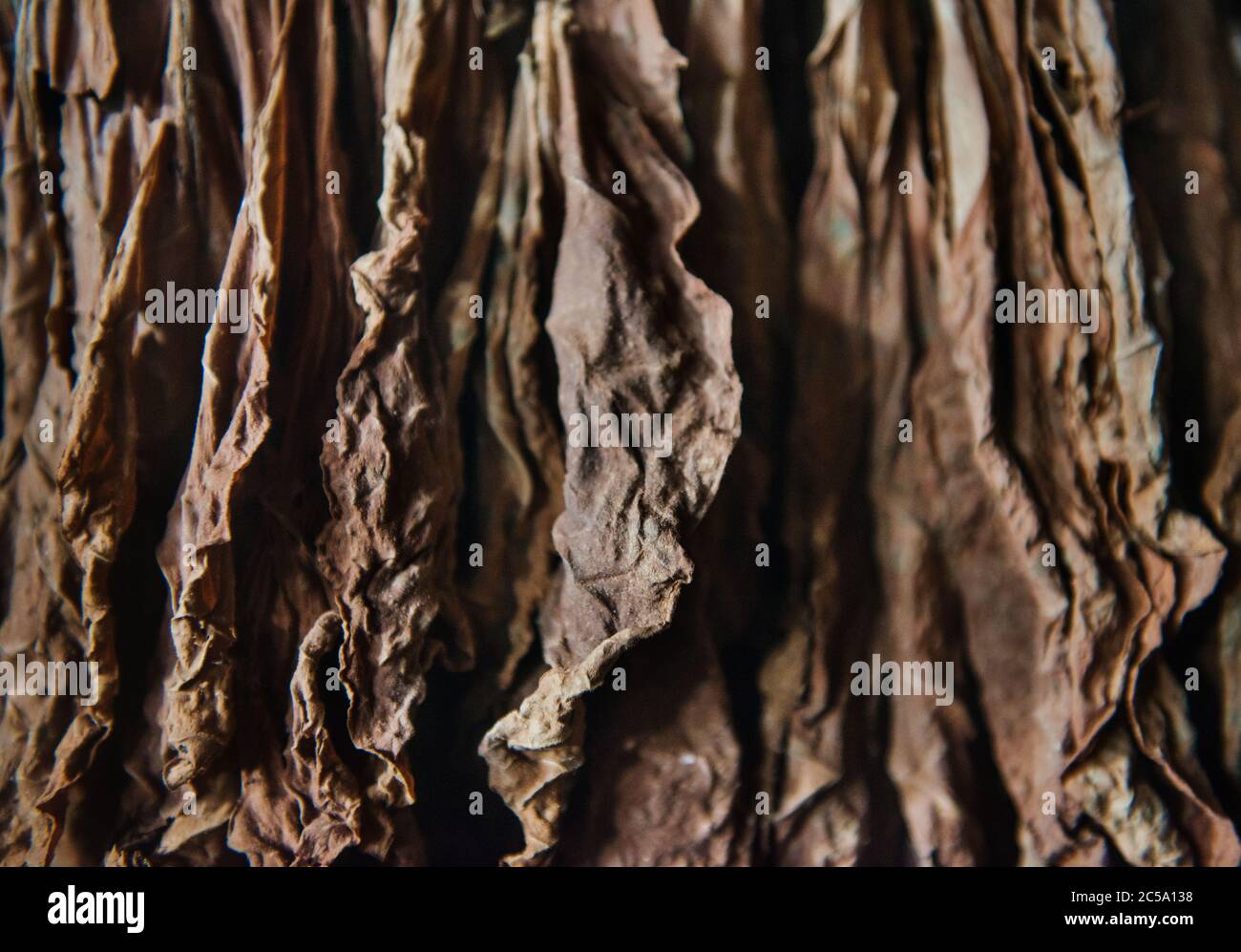 Tobacco leaves america hi-res stock photography and images - Alamy