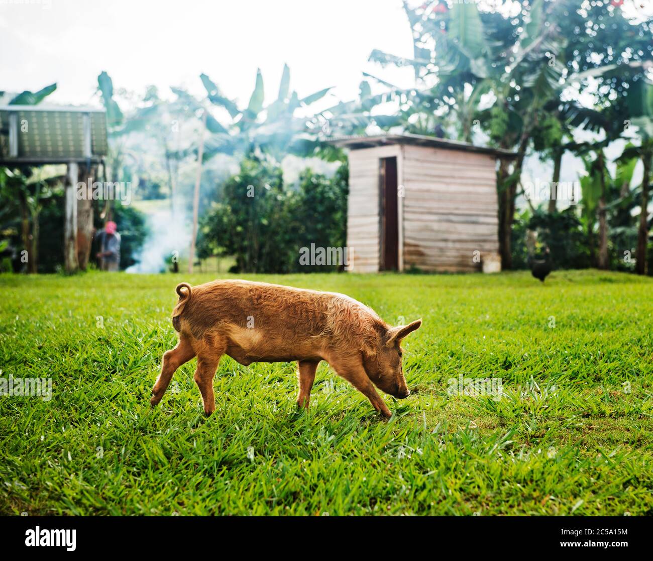 Domestic pig in Viñales Valley, Cuba, Central America Stock Photo - Alamy