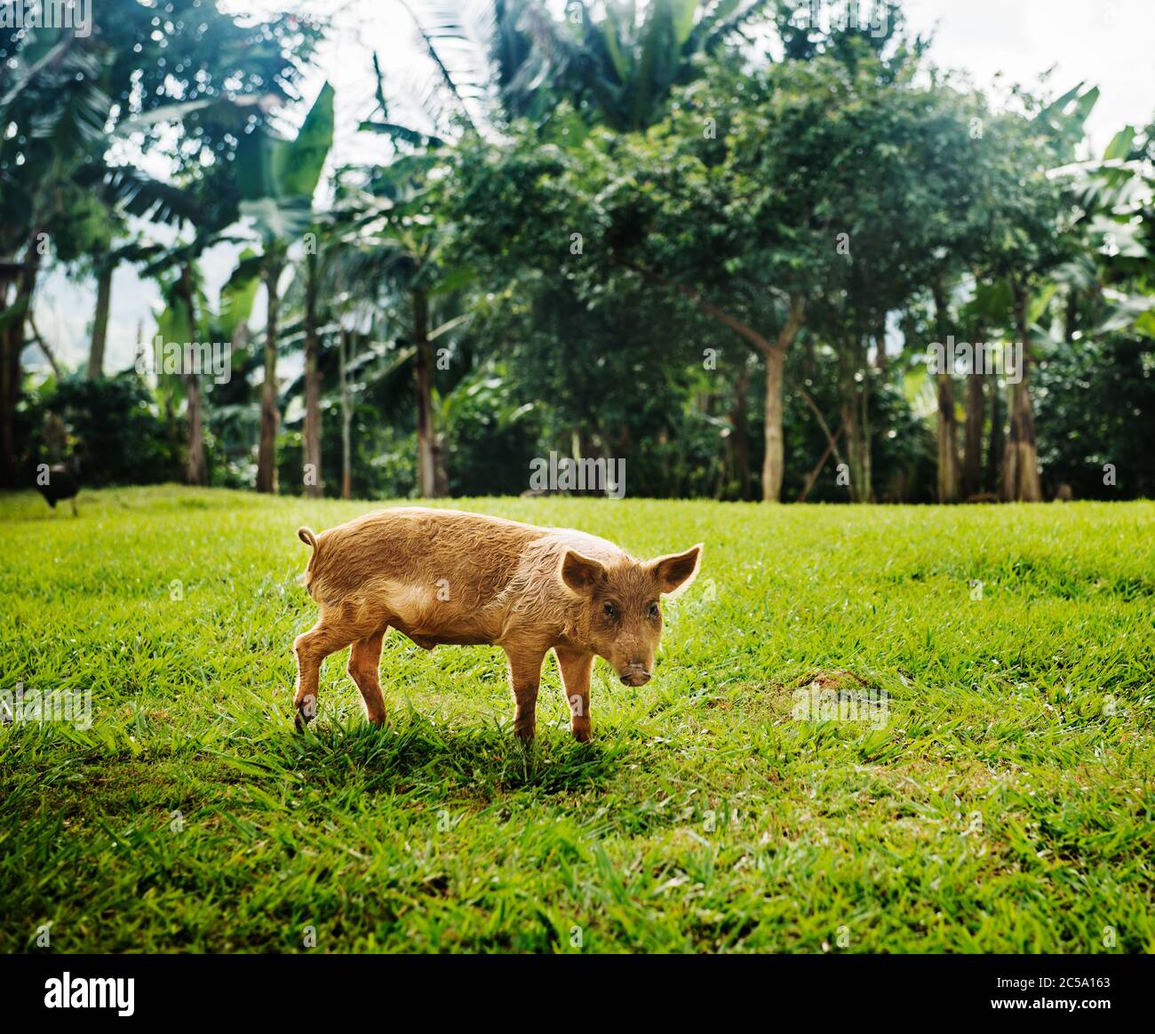 Domestic pig in Viñales Valley, Cuba, Central America Stock Photo - Alamy