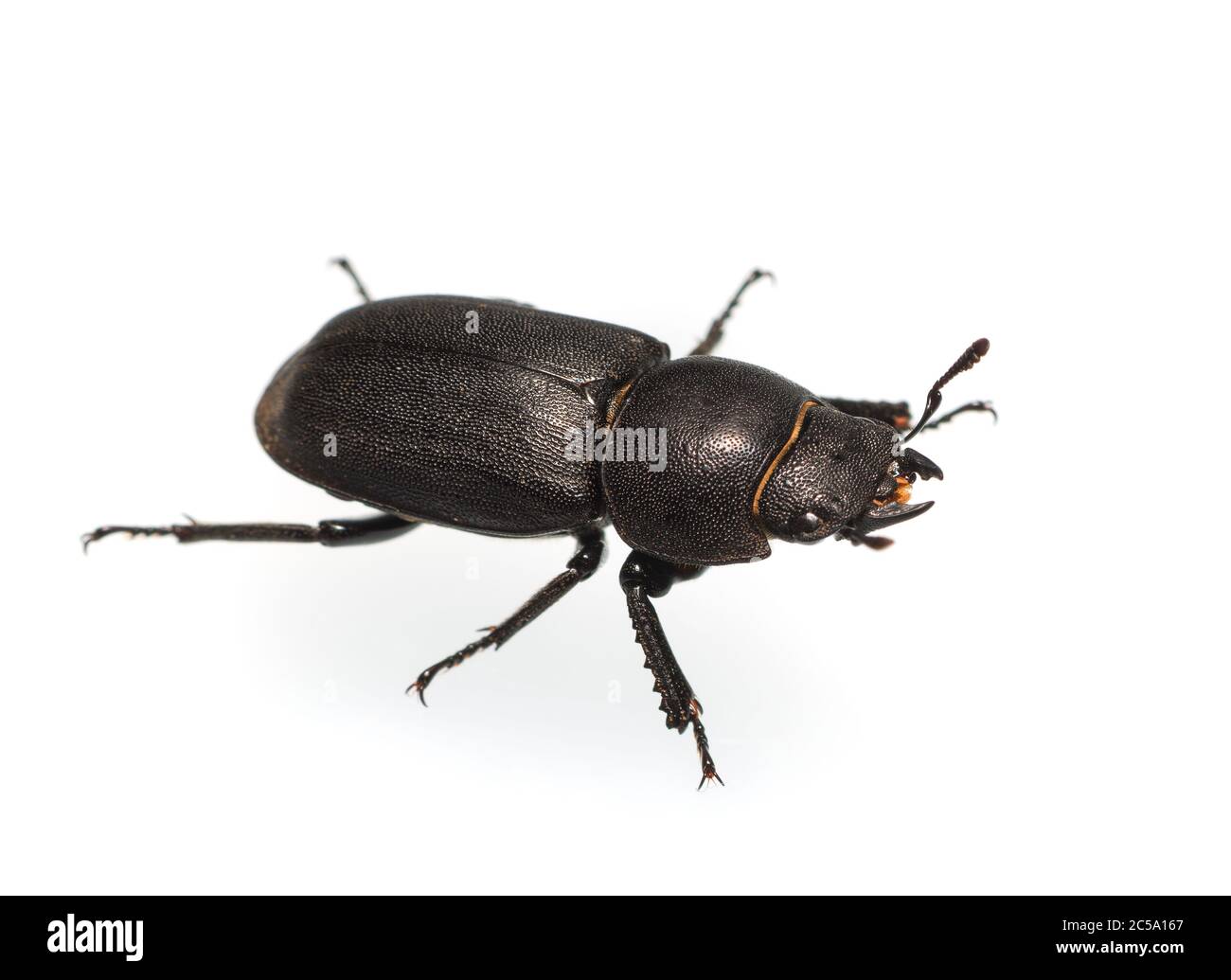 Dorcus parallelipipedus, the lesser stag beetle in various poses of ...