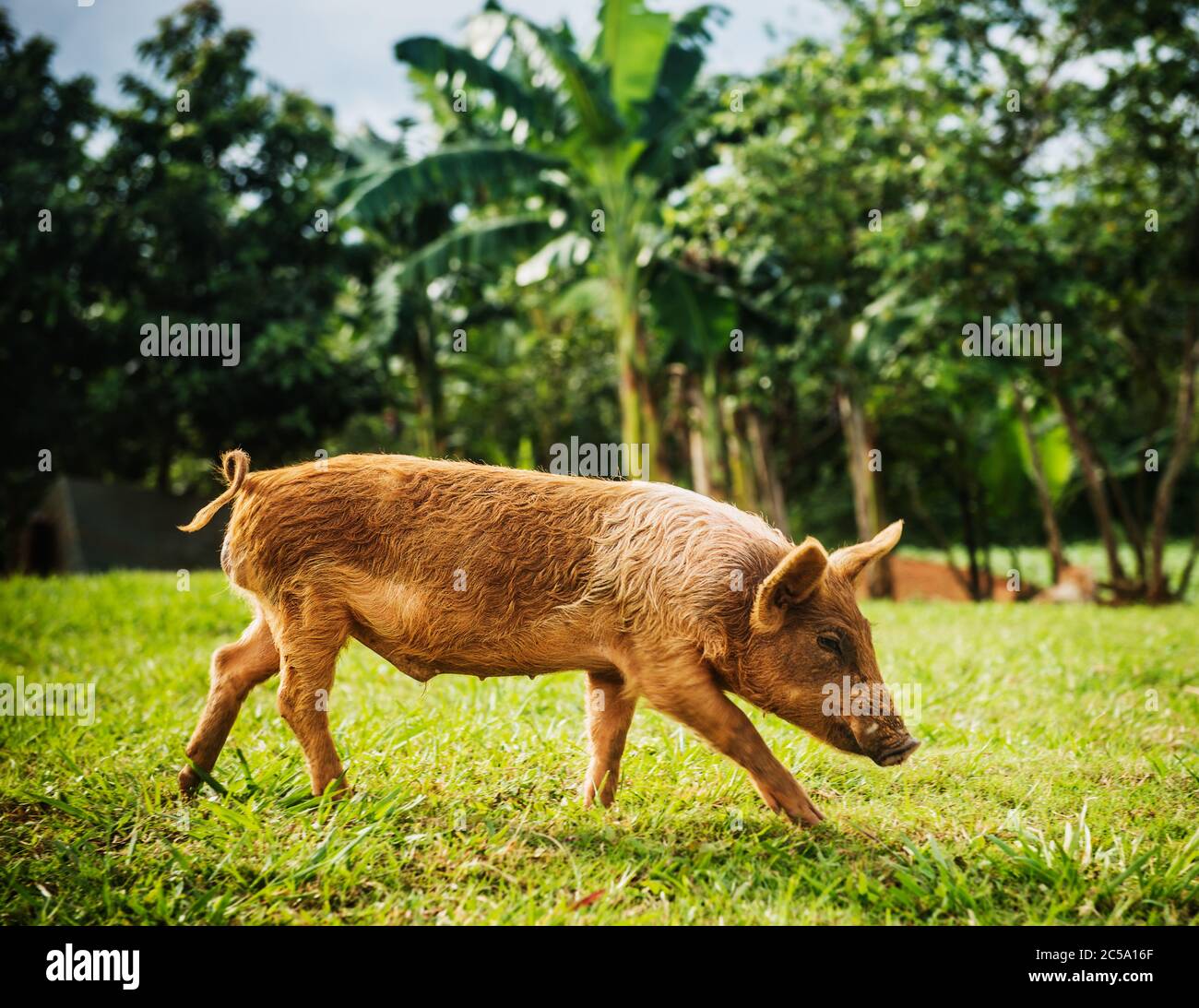 Domestic pig in Viñales Valley, Cuba, Central America Stock Photo - Alamy