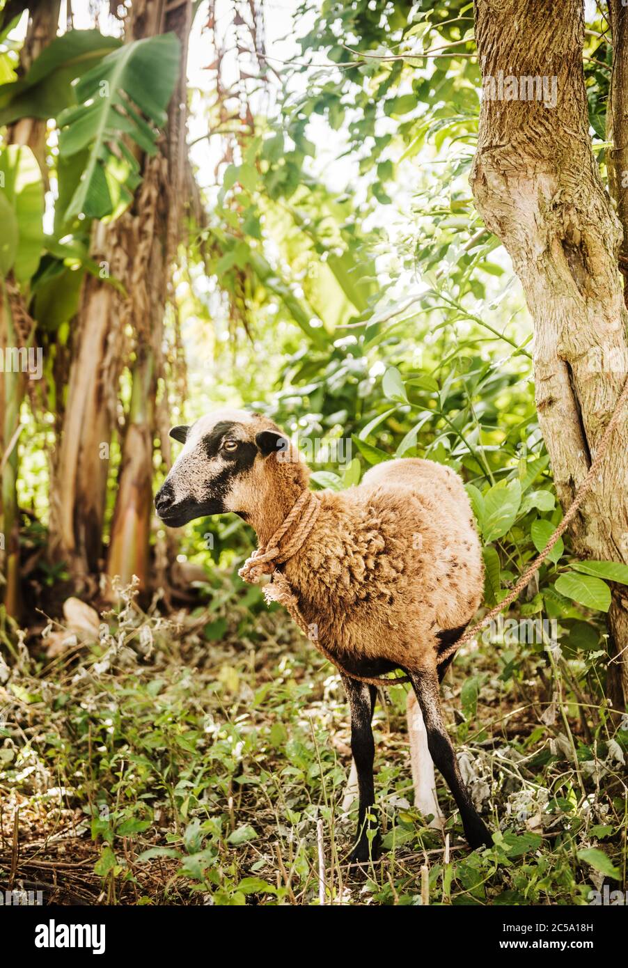 Domestic sheep in Viñales Valley, Cuba, Central America Stock Photo - Alamy