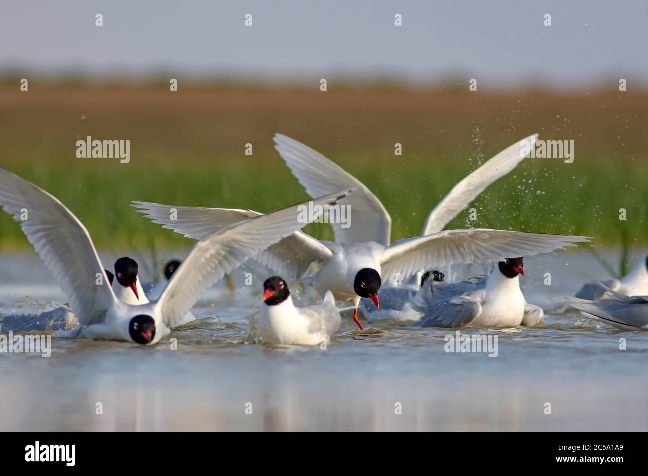 Nature and birds. White Gulls. Blue green nature background. Bird ...