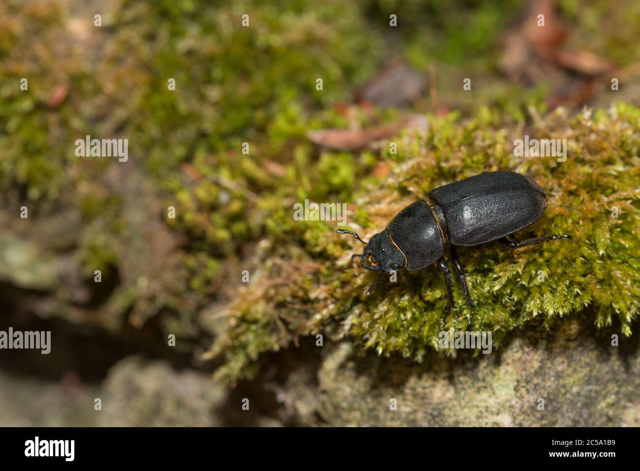 Dorcus parallelipipedus, the lesser stag beetle various poses of ...
