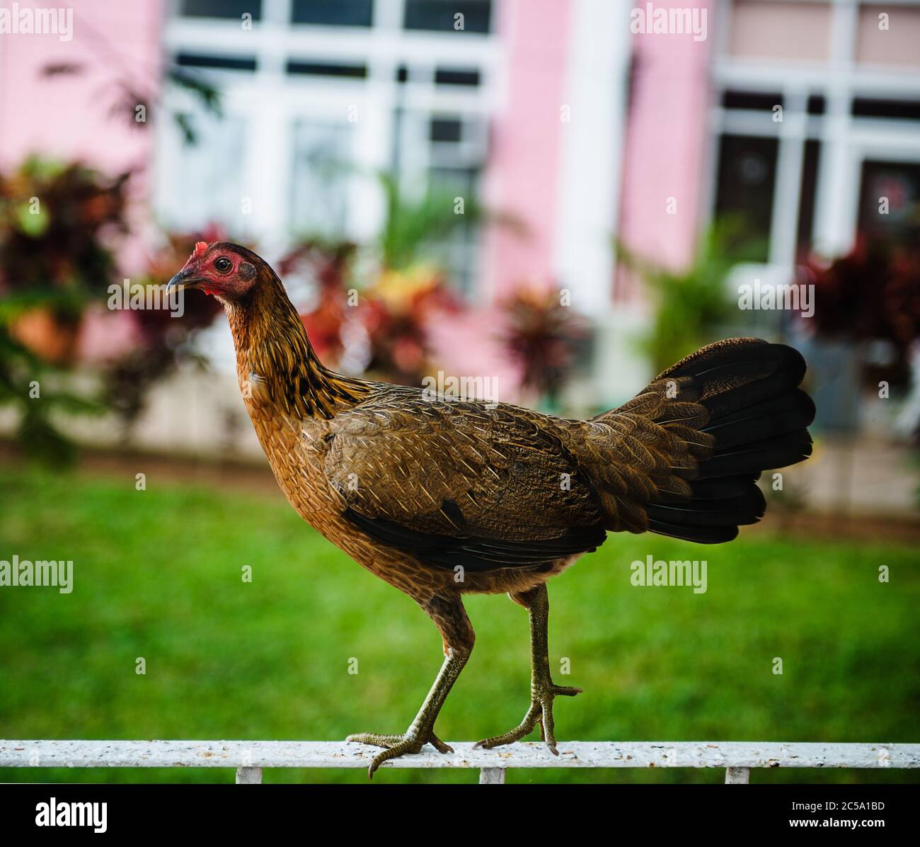 Domestic chicken in Viñales Valley, Cuba, Central America Stock Photo ...