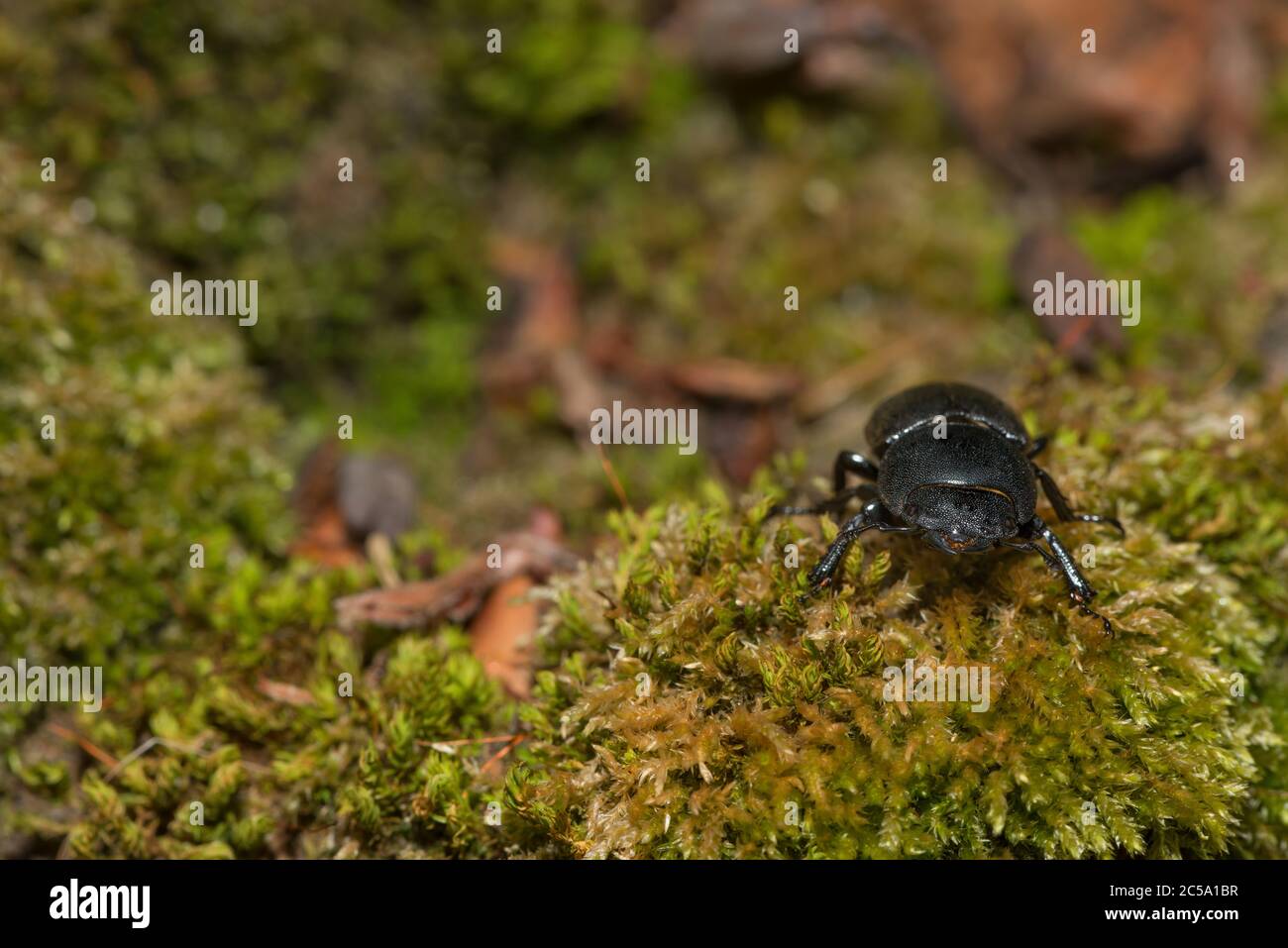 Dorcus parallelipipedus, the lesser stag beetle various poses of ...
